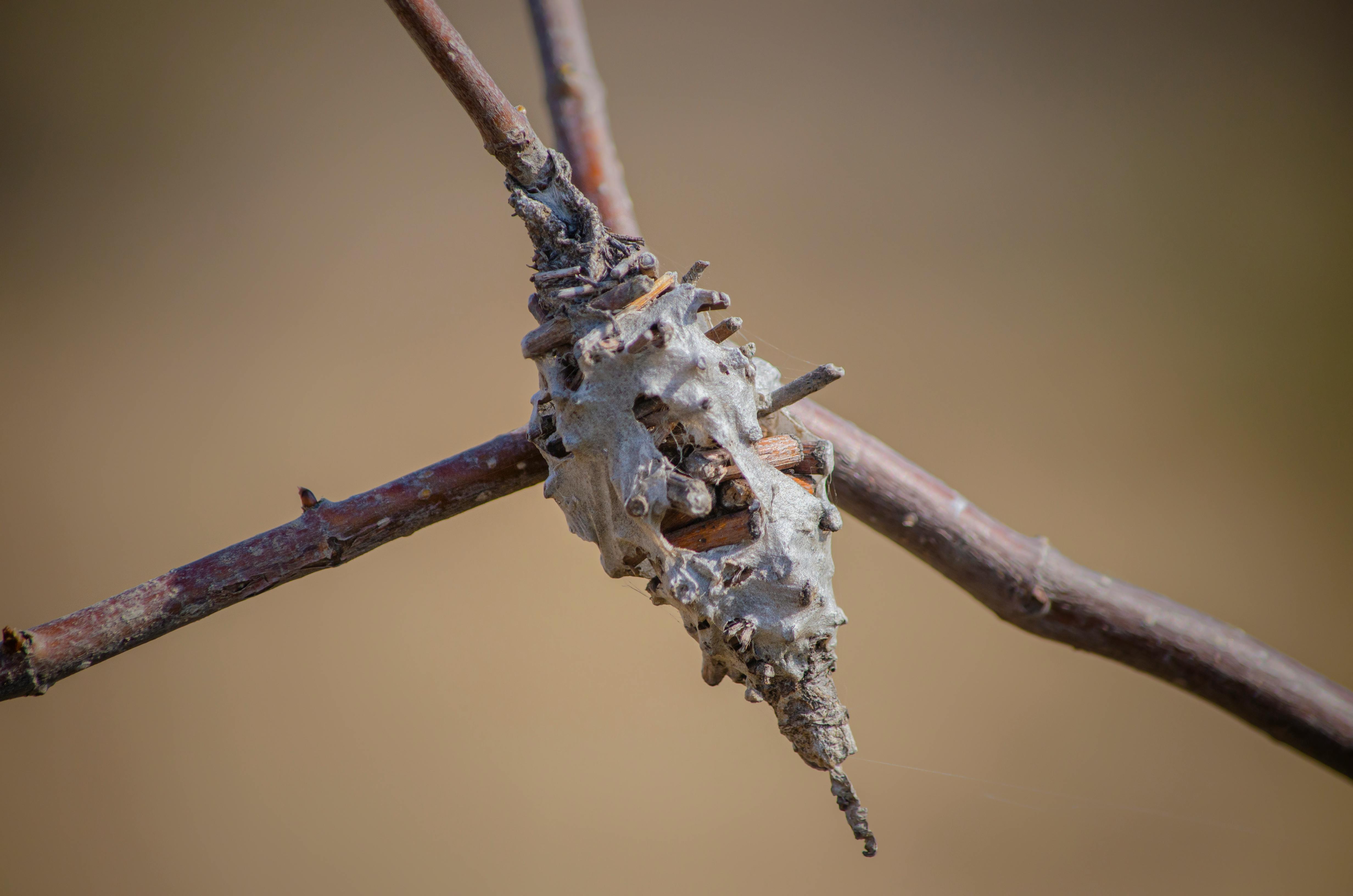 Close-up of a Cocoon on a Branch · Free Stock Photo