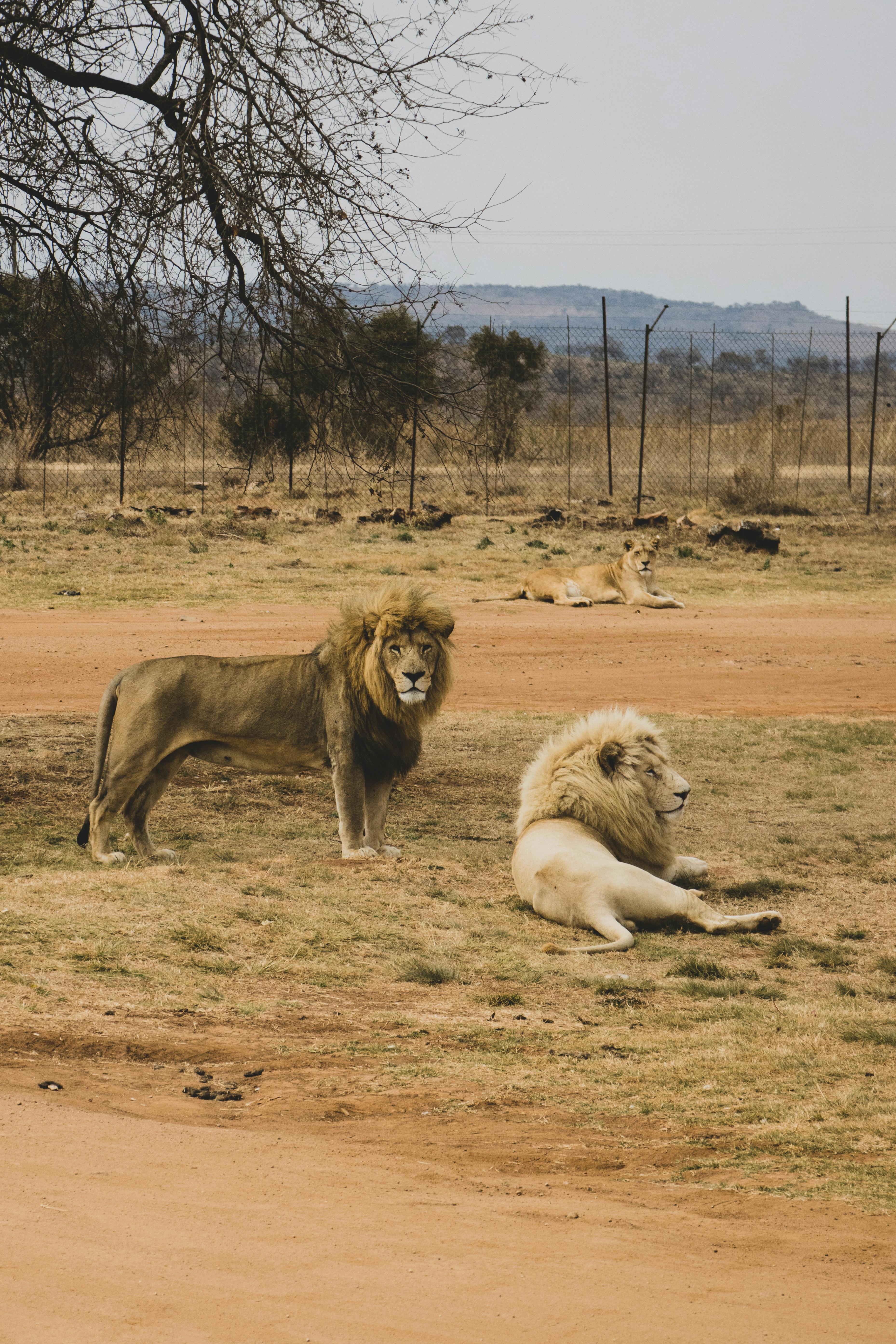 Lions Resting on Grassland · Free Stock Photo