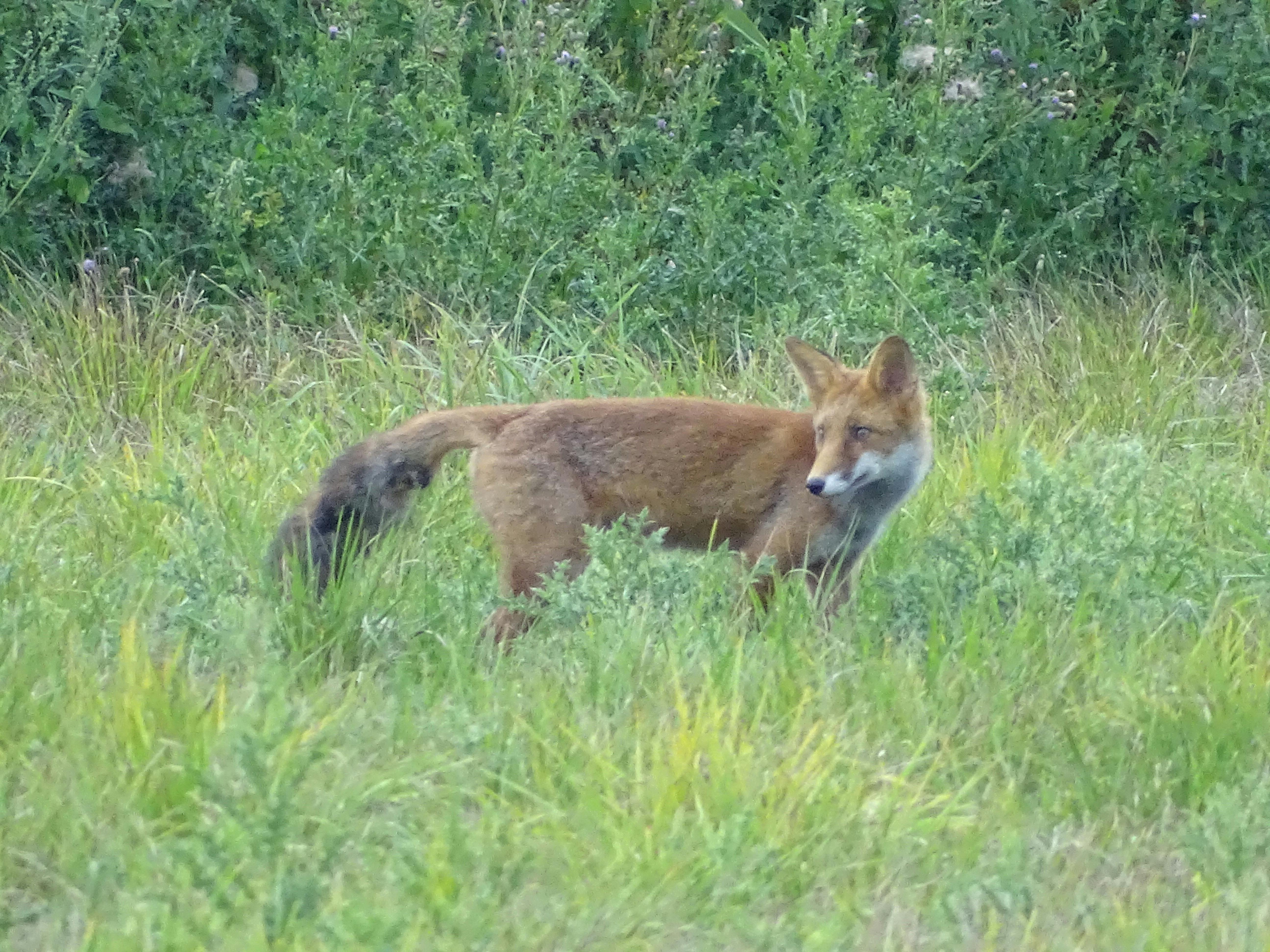 sandrine cornille 님의 renard sauvage 컬렉션 사진 및 동영상 8개