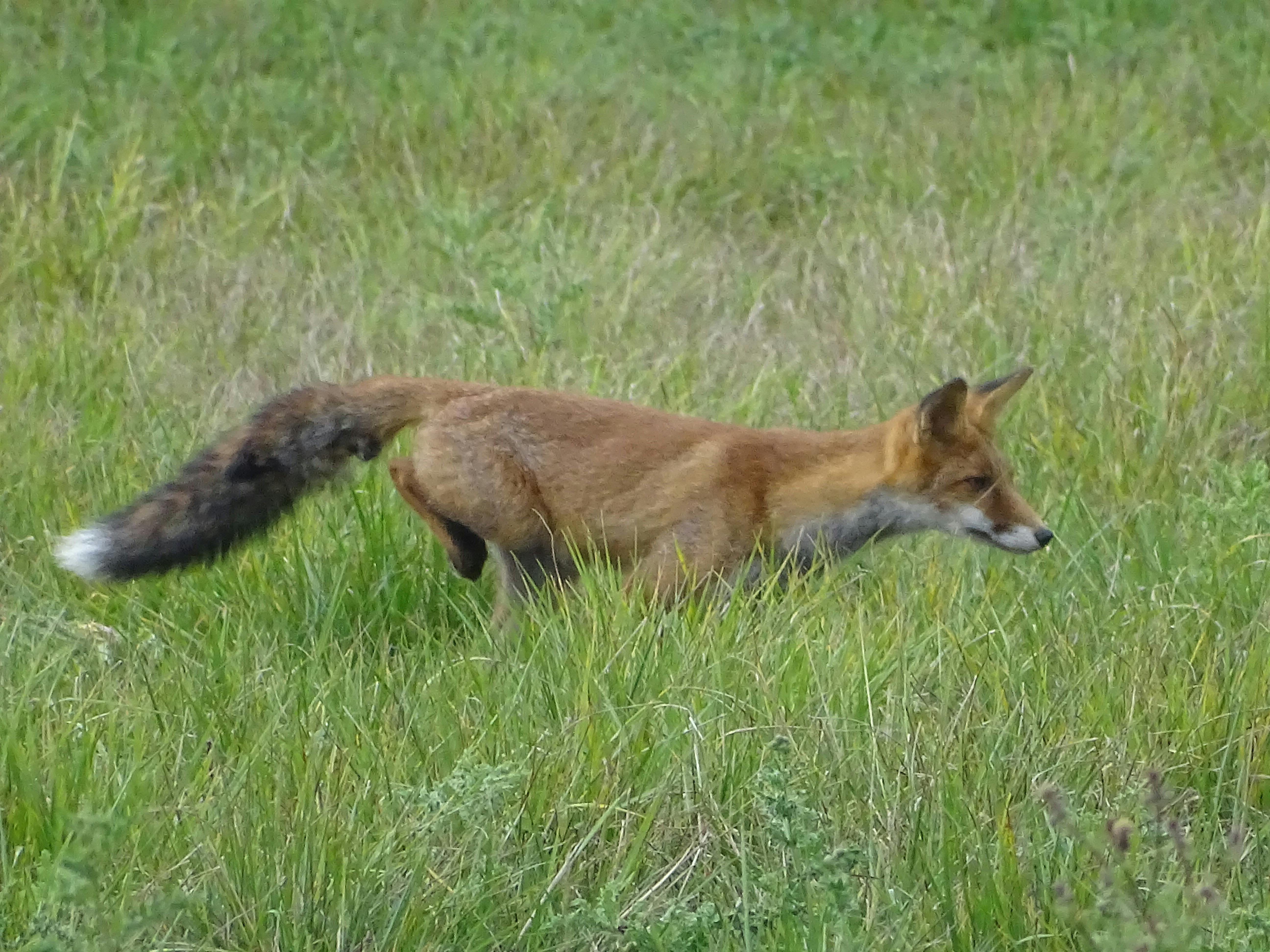 sandrine cornille 님의 renard sauvage 컬렉션 사진 및 동영상 8개