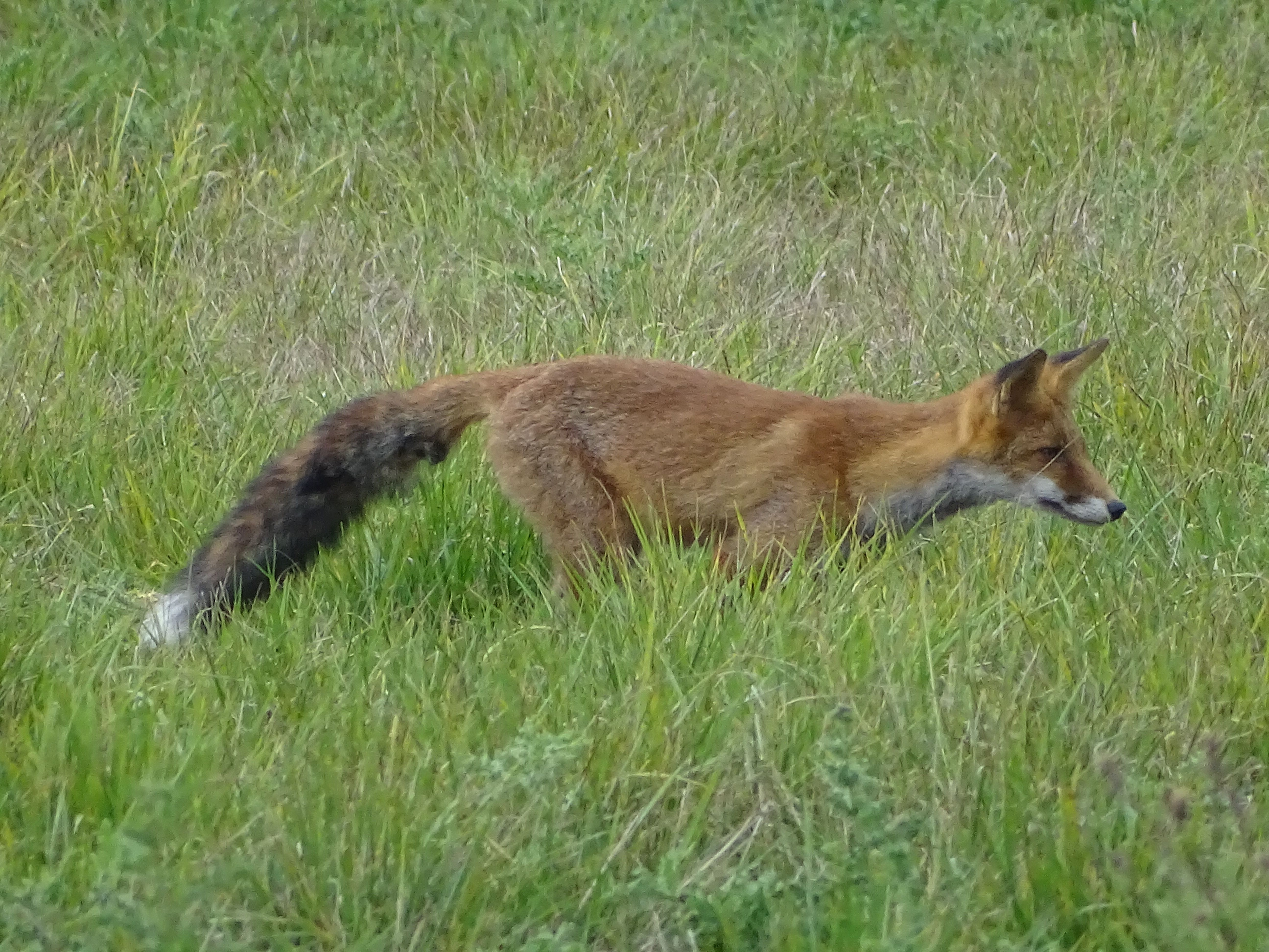 8 fotos y vídeos de renard sauvage guardados por Sandrine cornille