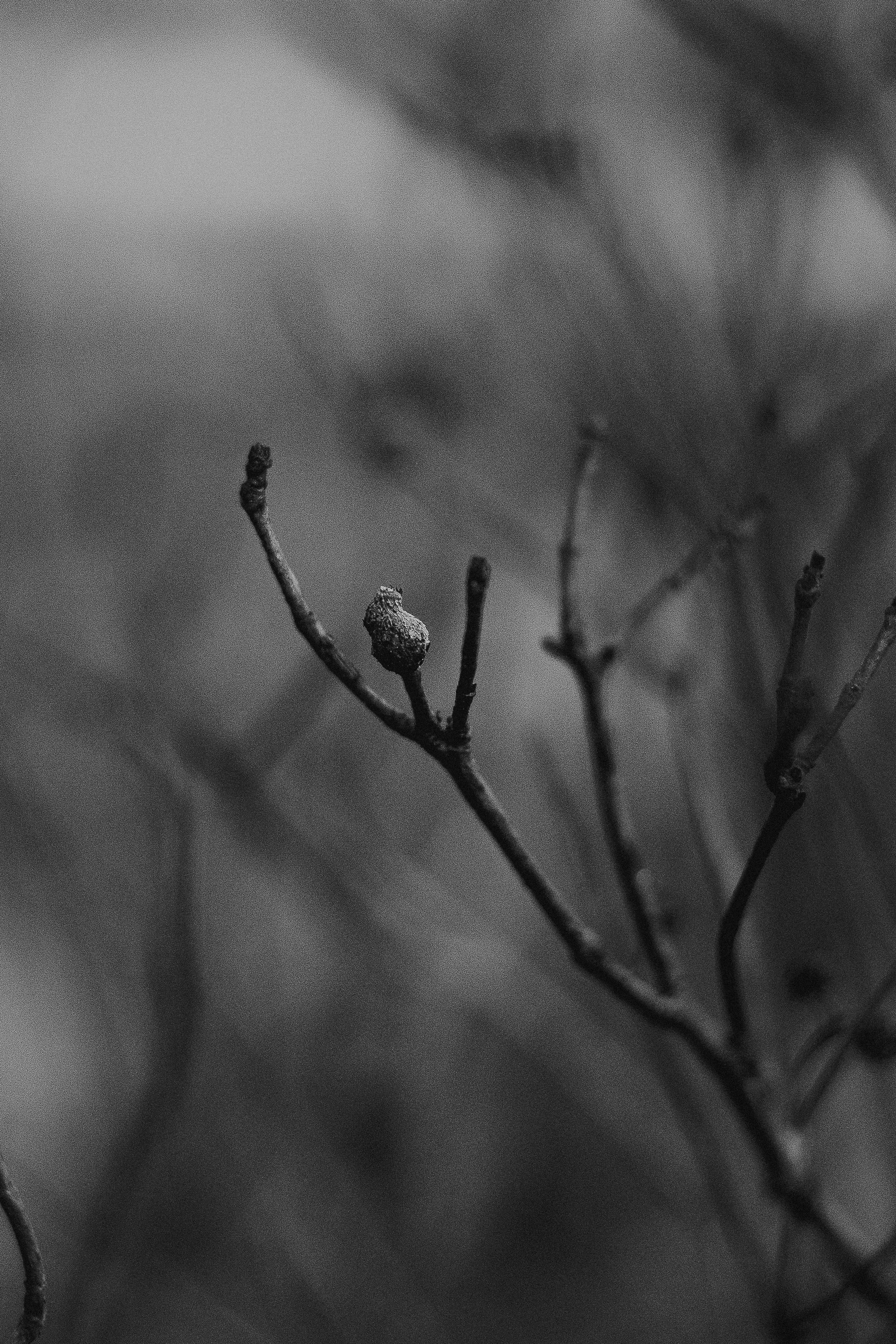 Monochrome Photo of Leafless Tree · Free Stock Photo