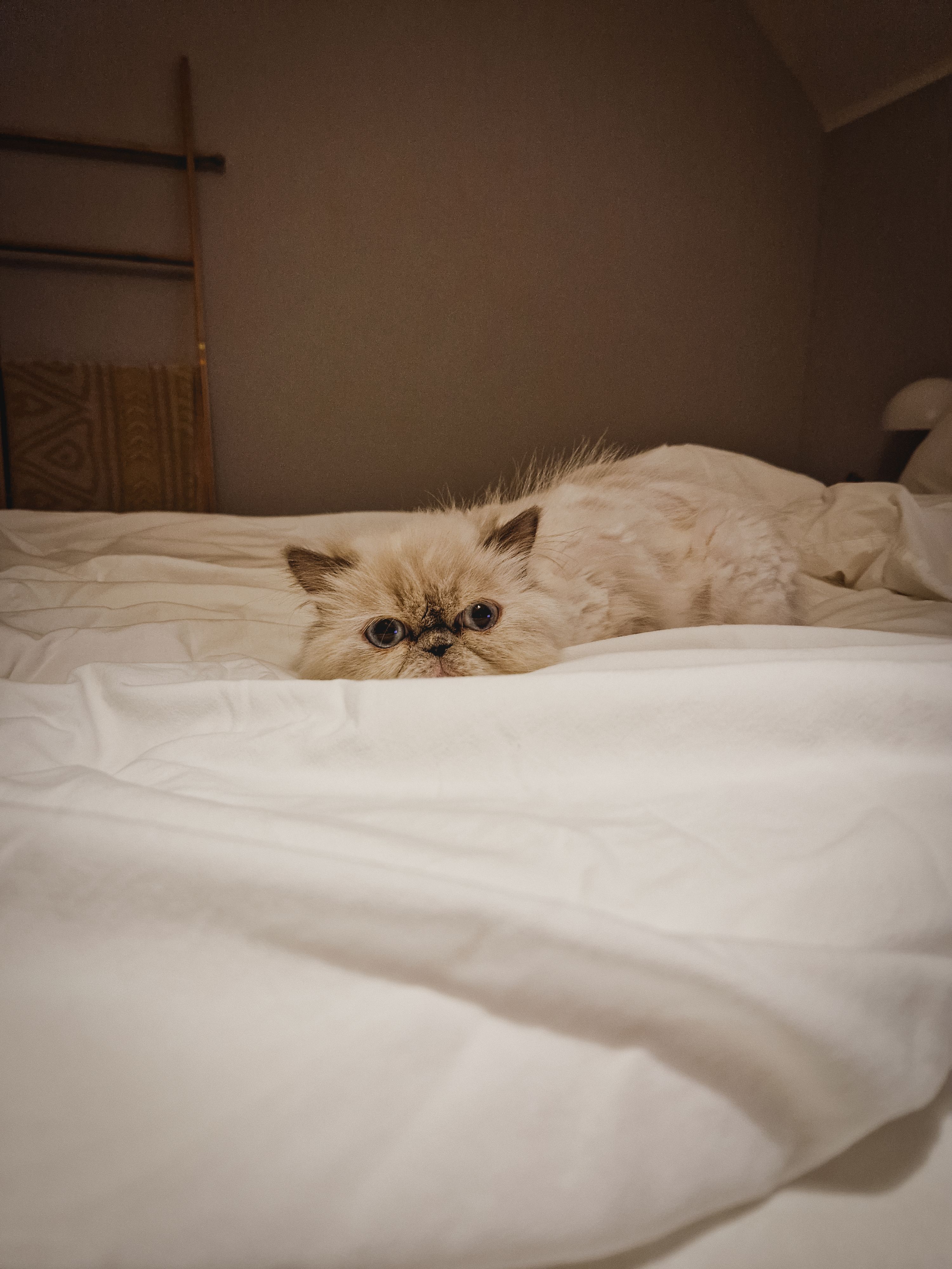 Himalayan Cat Photos, Download The BEST Free Himalayan Cat Stock Photos ...