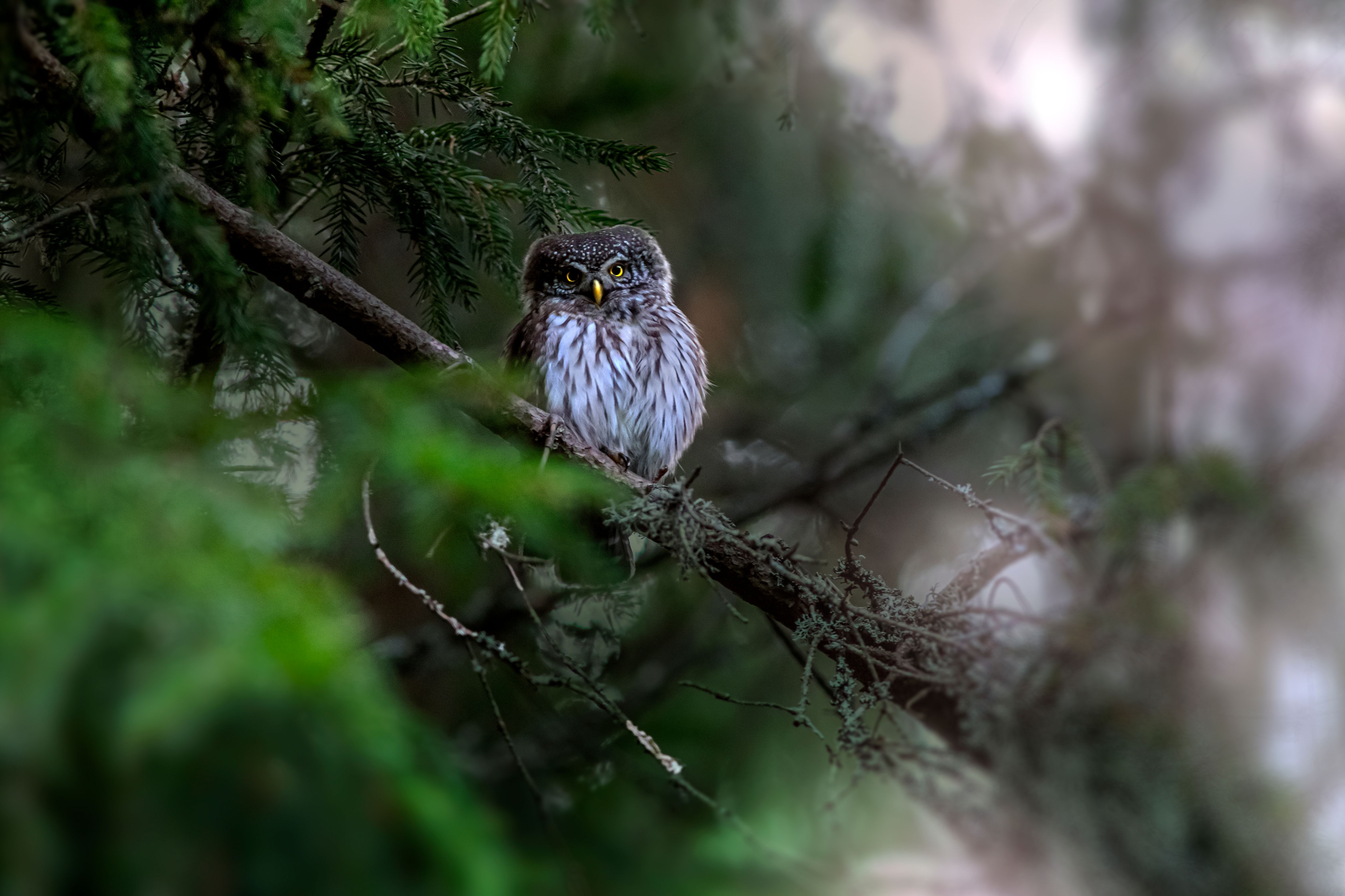 Photo gratuite de 4k, animal, aves, aviaire, branche, chordata ...