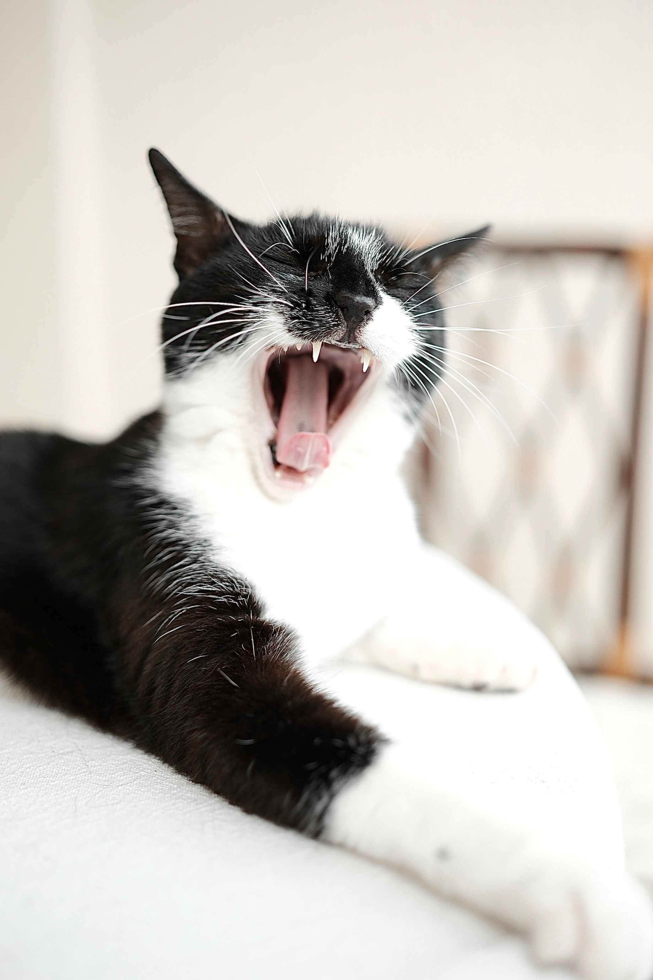 Photo of a Yawning Cat · Free Stock Photo