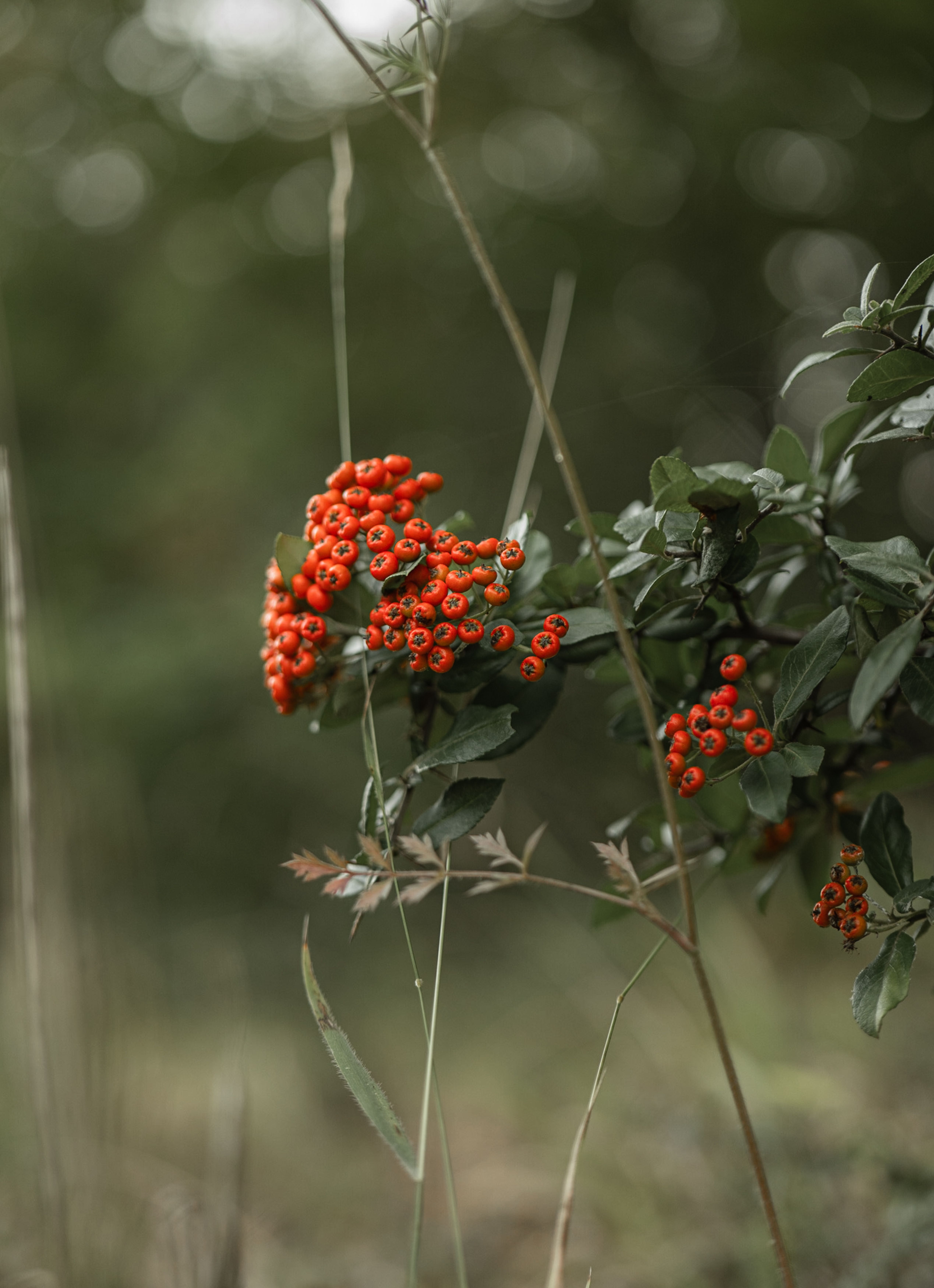 Red Berries on Bare Tree Branches · Free Stock Photo