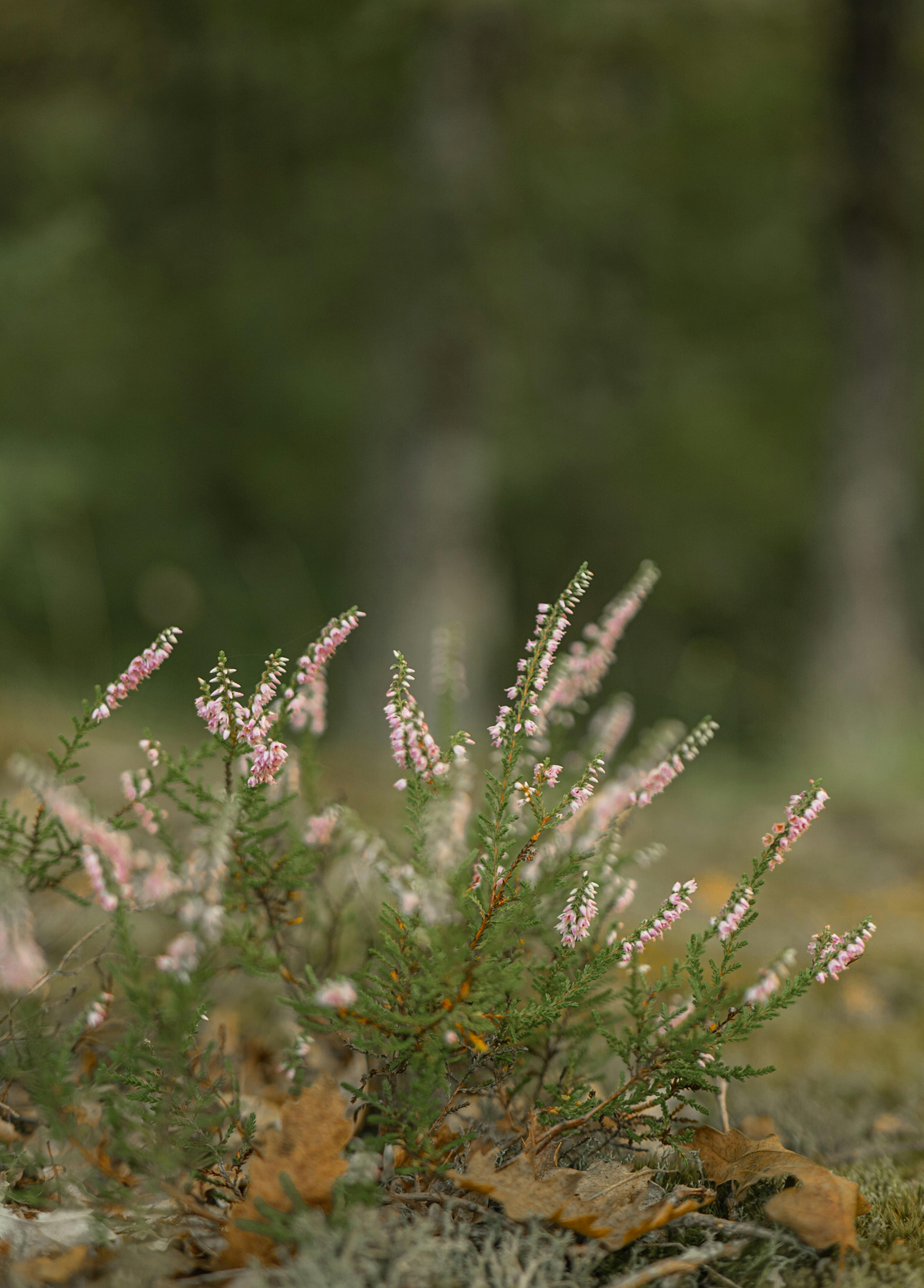 Close up of Thin Flowers on Ground · Free Stock Photo