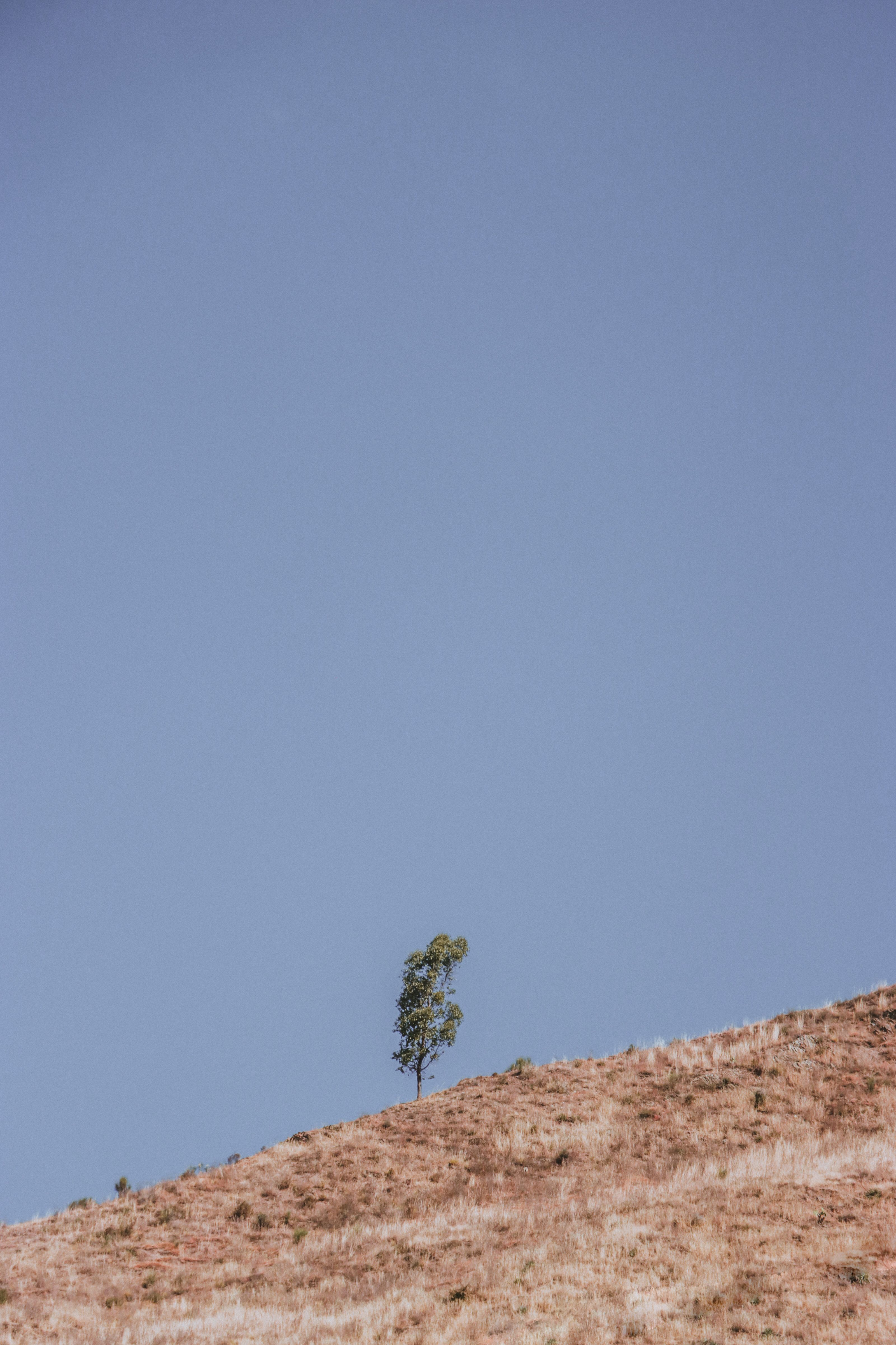 Green Tree on Brown Hill Under Blue Sky · Free Stock Photo