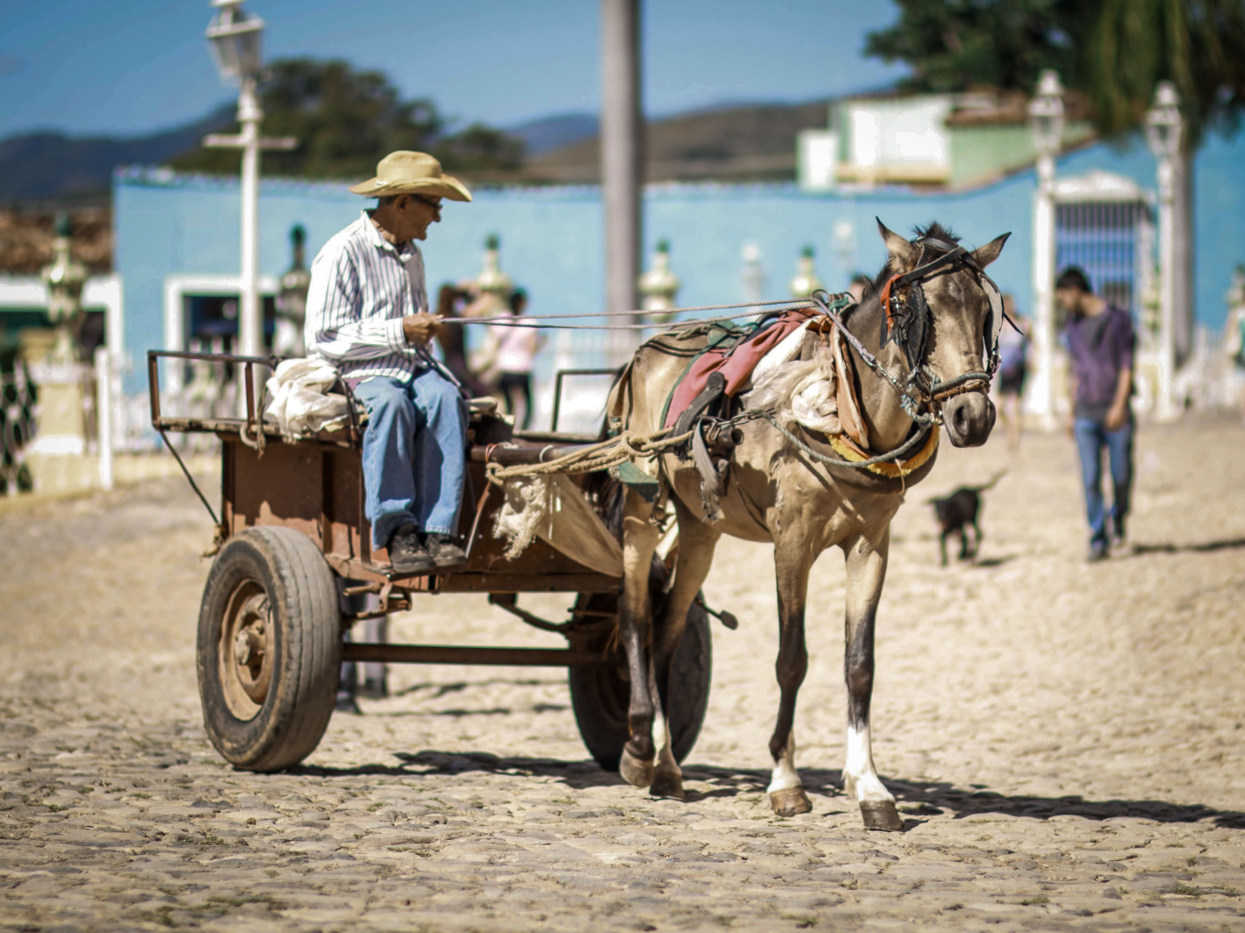 Man on a Horse Carriage · Free Stock Photo