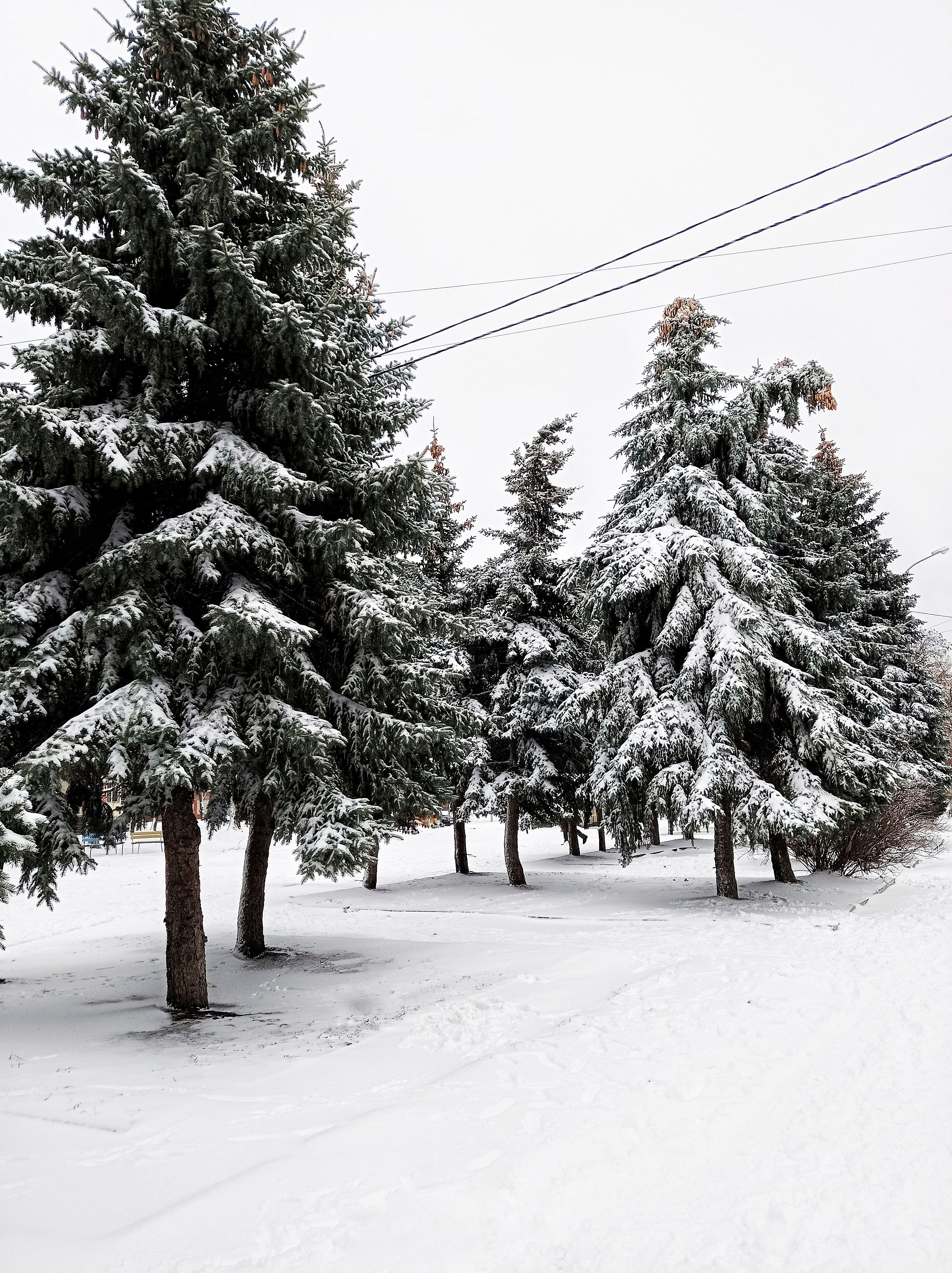 Snow Covered Pine Trees Under Power Lines · Free Stock Photo