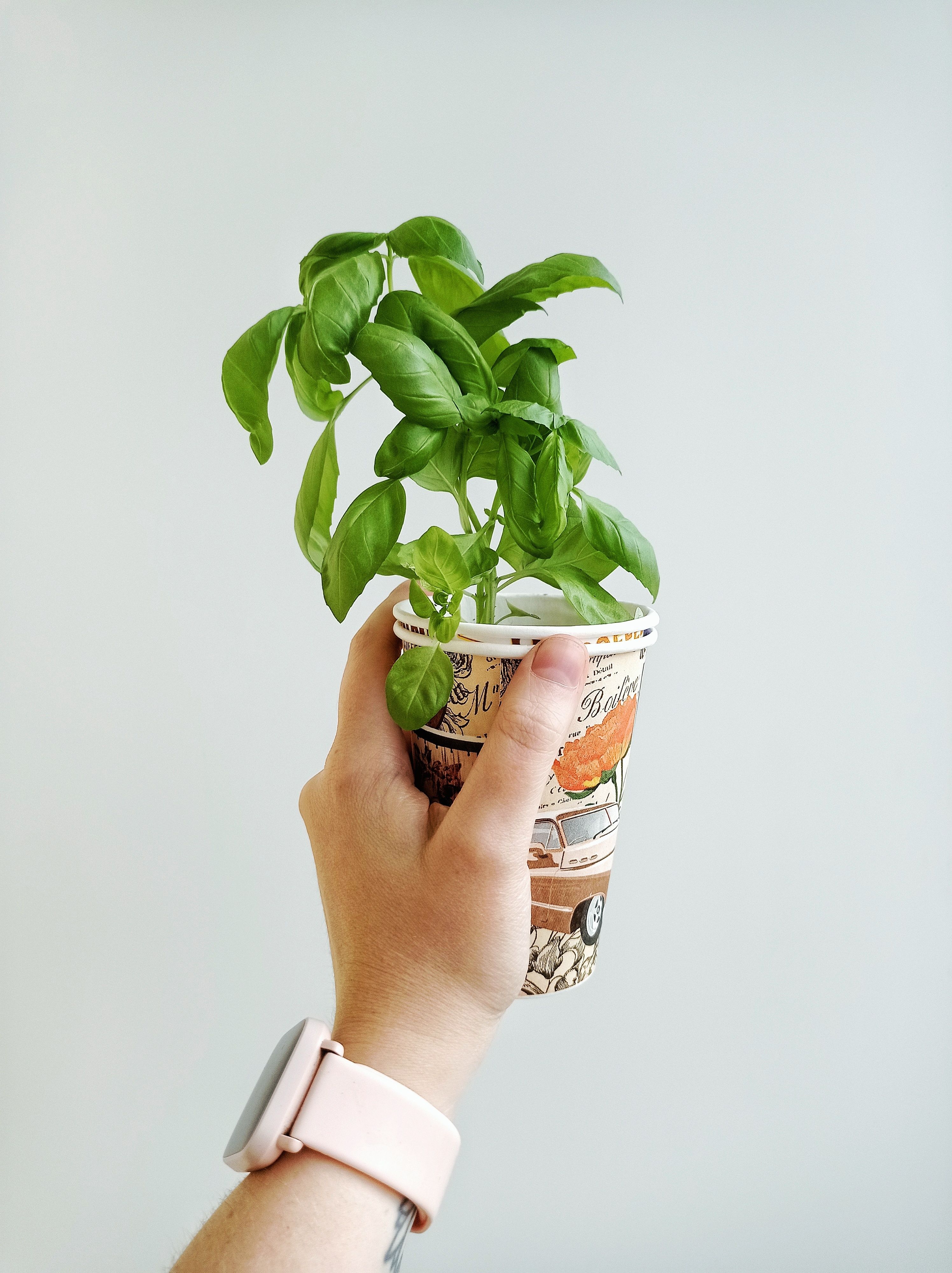 Green Plant in a Paper Cup · Free Stock Photo