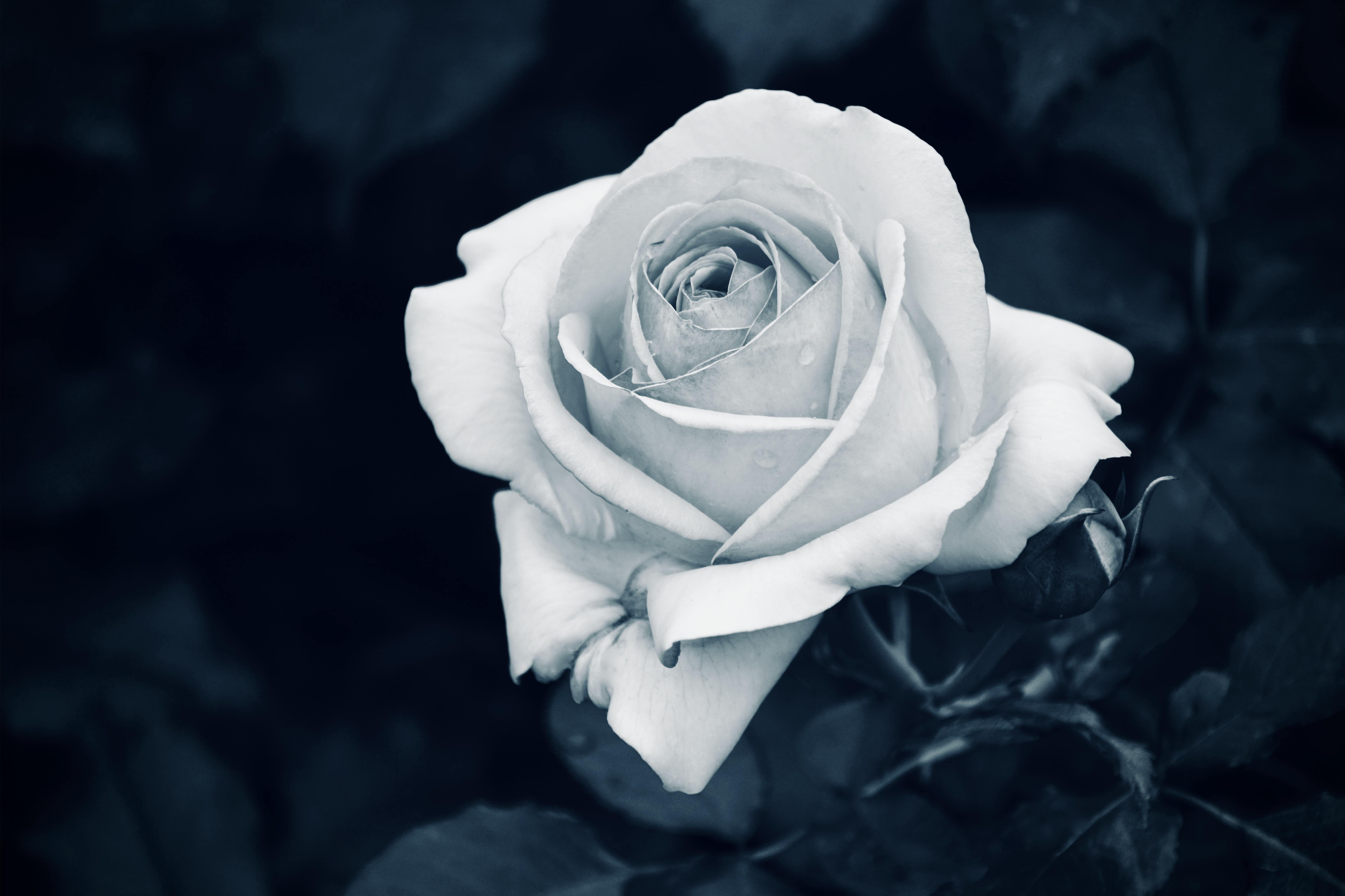 Grayscale Photo of a Rose · Free Stock Photo