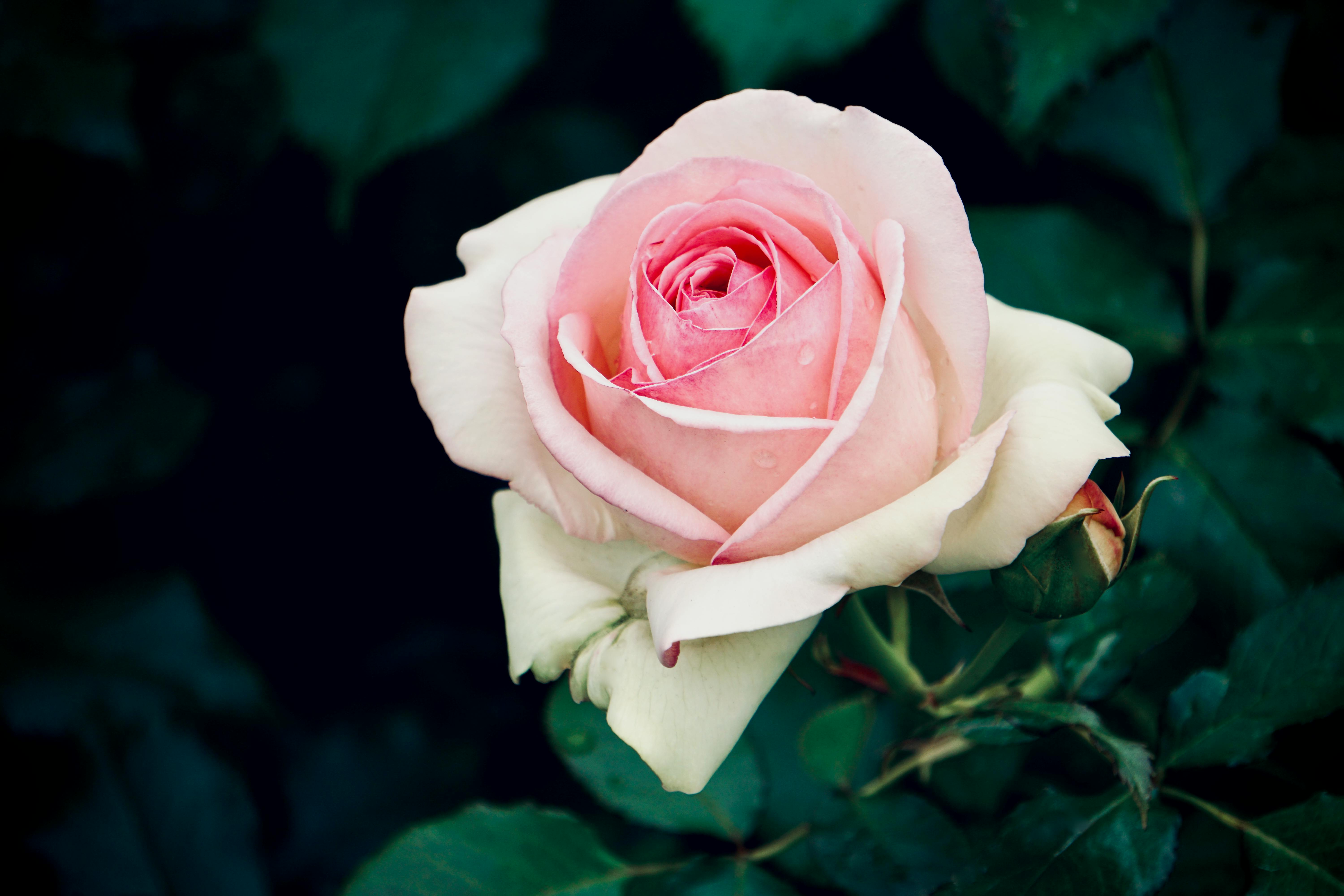 A Rose in Bloom · Free Stock Photo