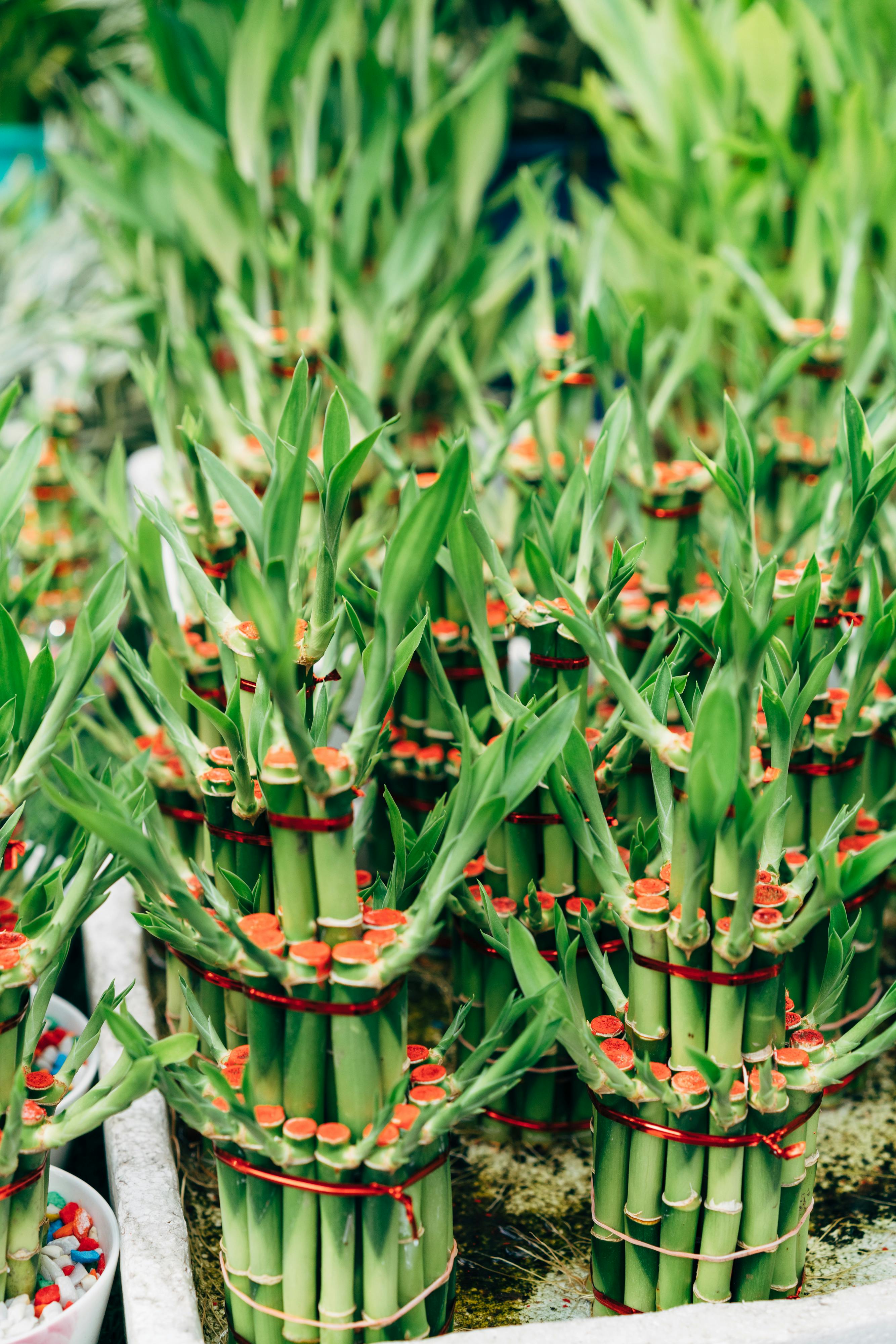 Flowing Water on Bamboo Stalks · Free Stock Photo