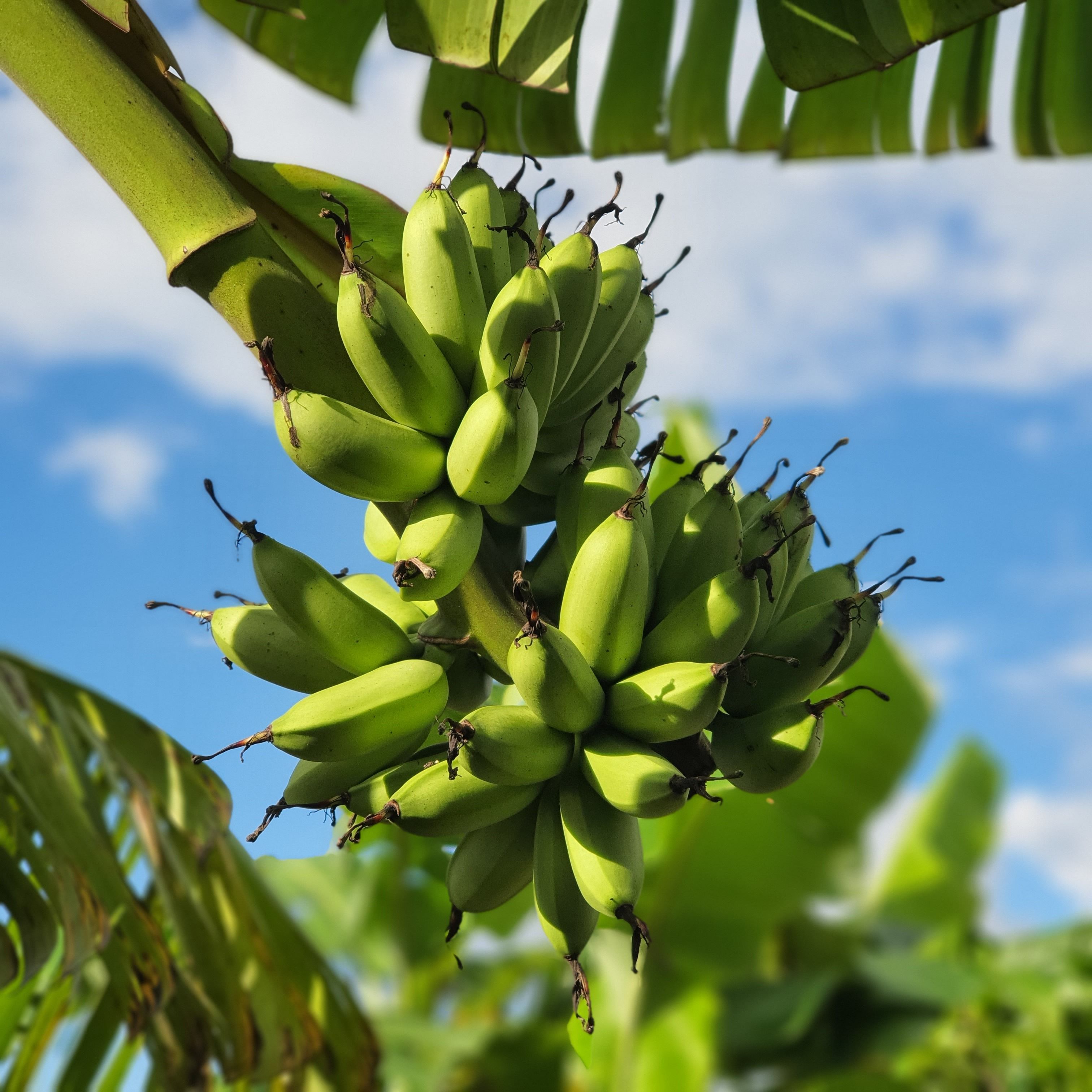 Banana Tree With Banana Photos, Download The BEST Free Banana Tree With ...