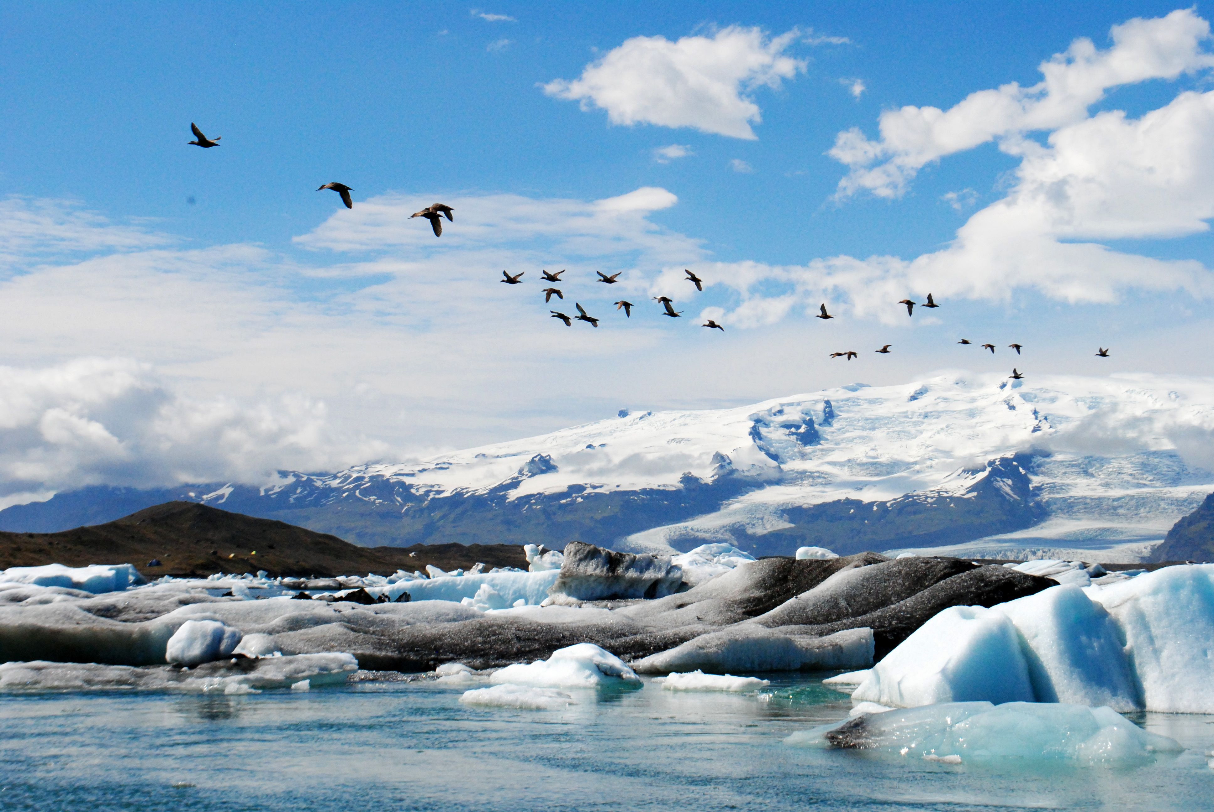 Birds flying Over Snow Covered Mountain Near Body of Water · Free Stock ...
