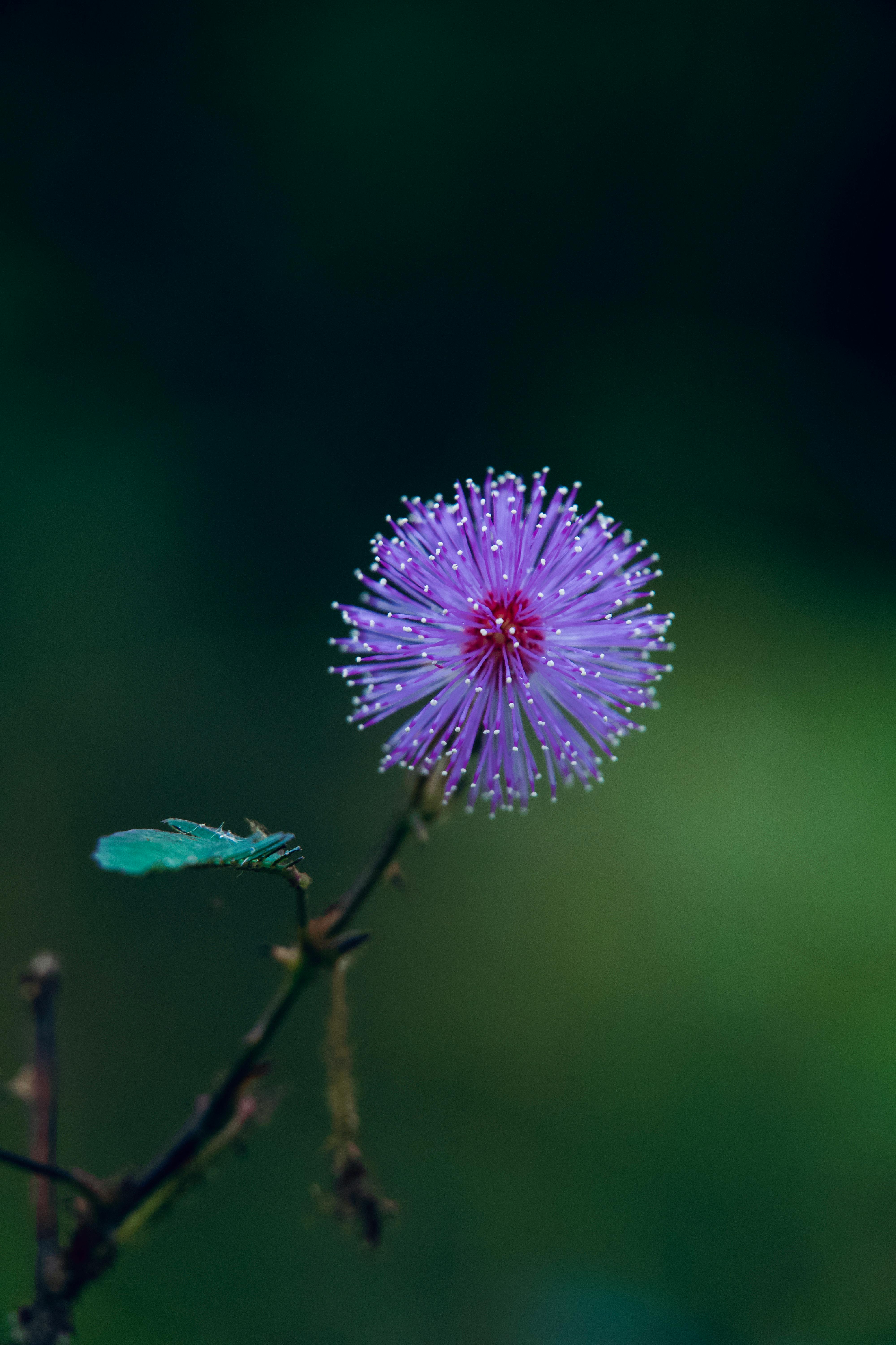 Close Up Photo of a Shameplant with Purple Flower · Free Stock Photo