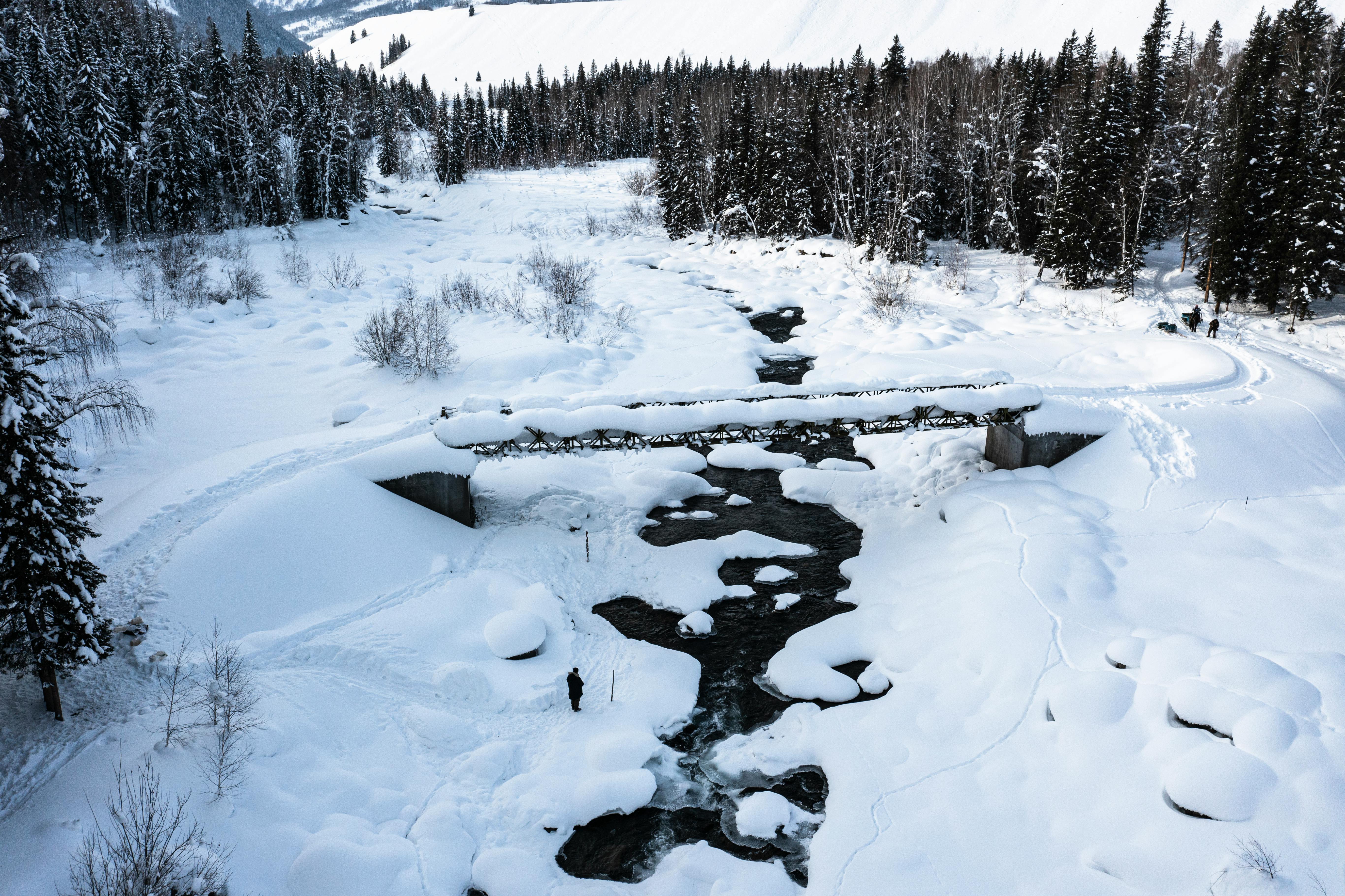 Forest and Stream in Winter · Free Stock Photo