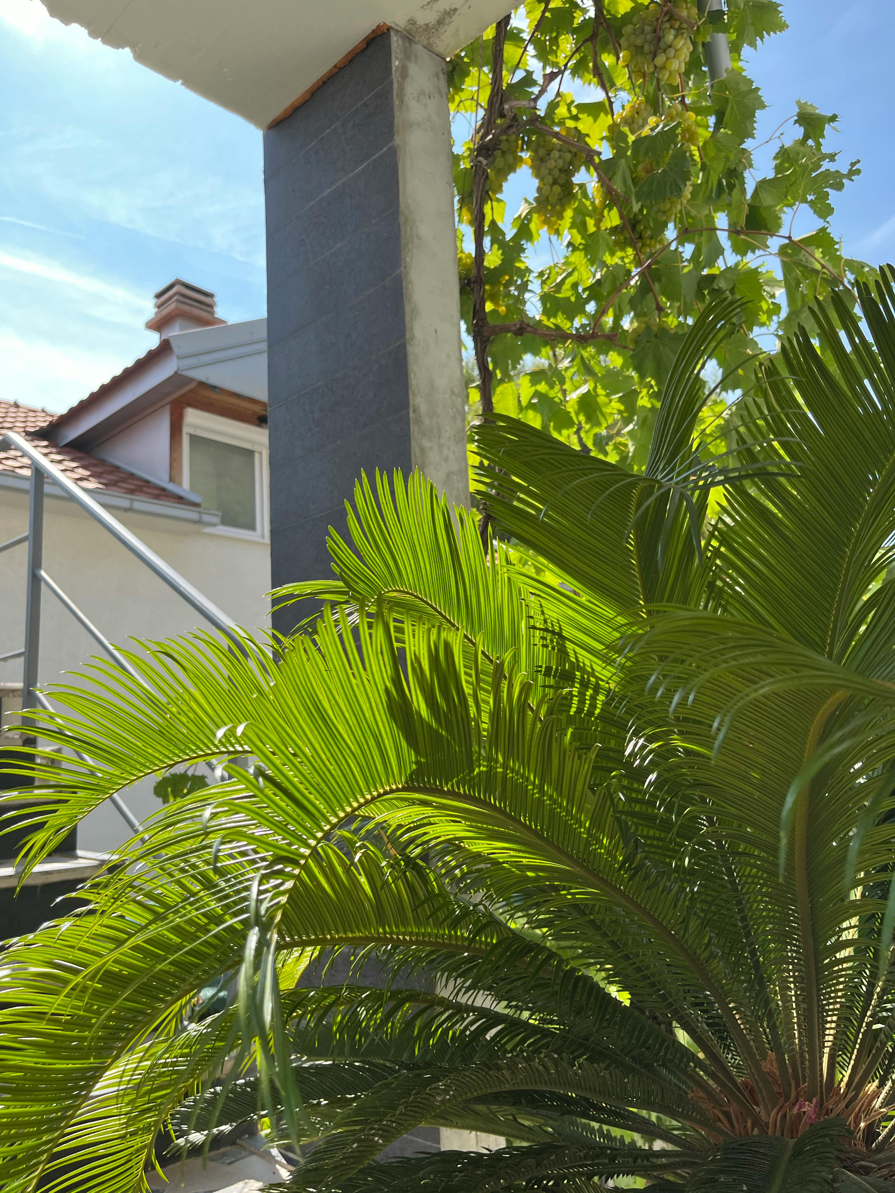 Green Palm Tree Beside Concrete Column · Free Stock Photo