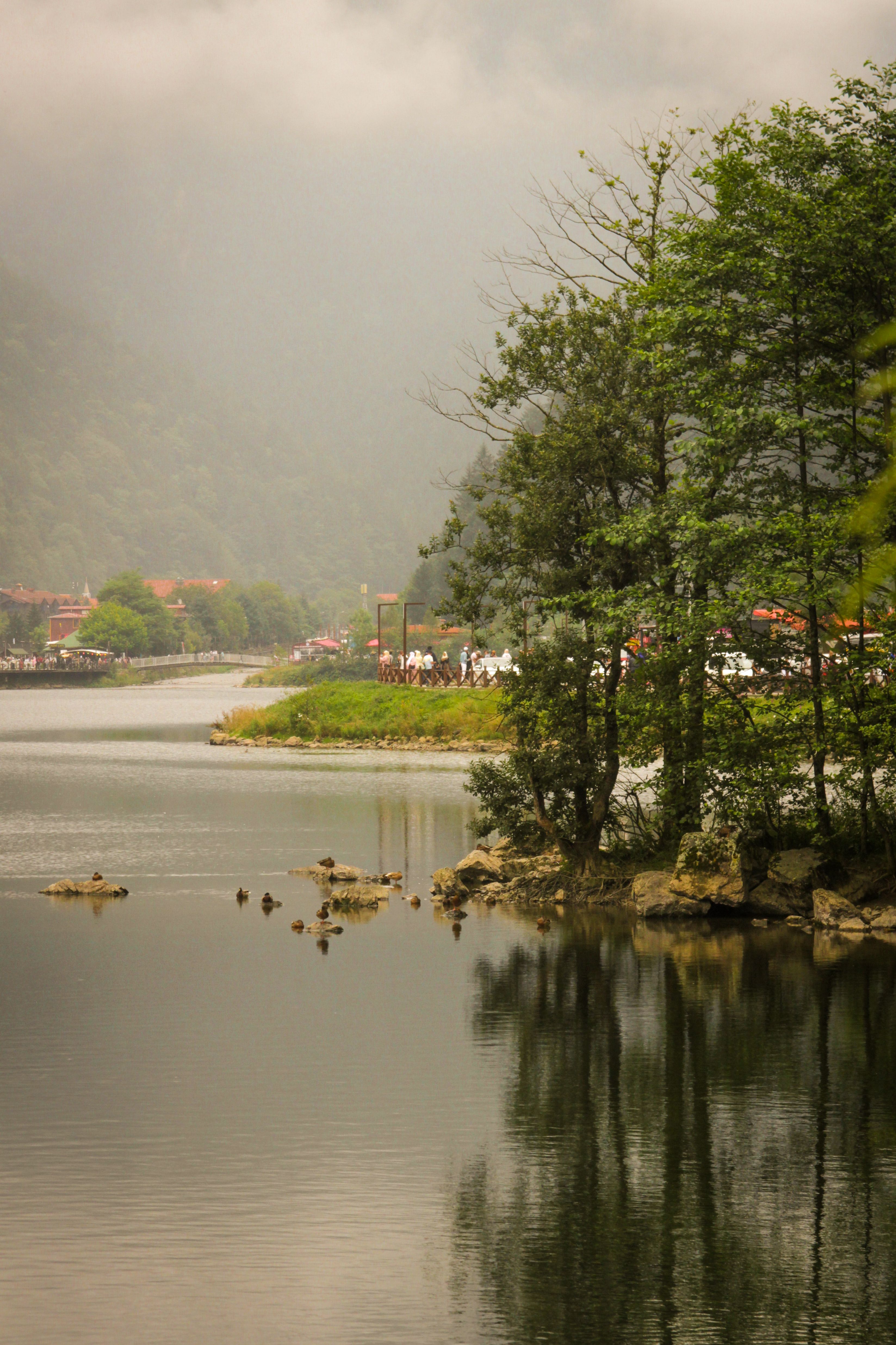 Green Trees Near Lake · Free Stock Photo