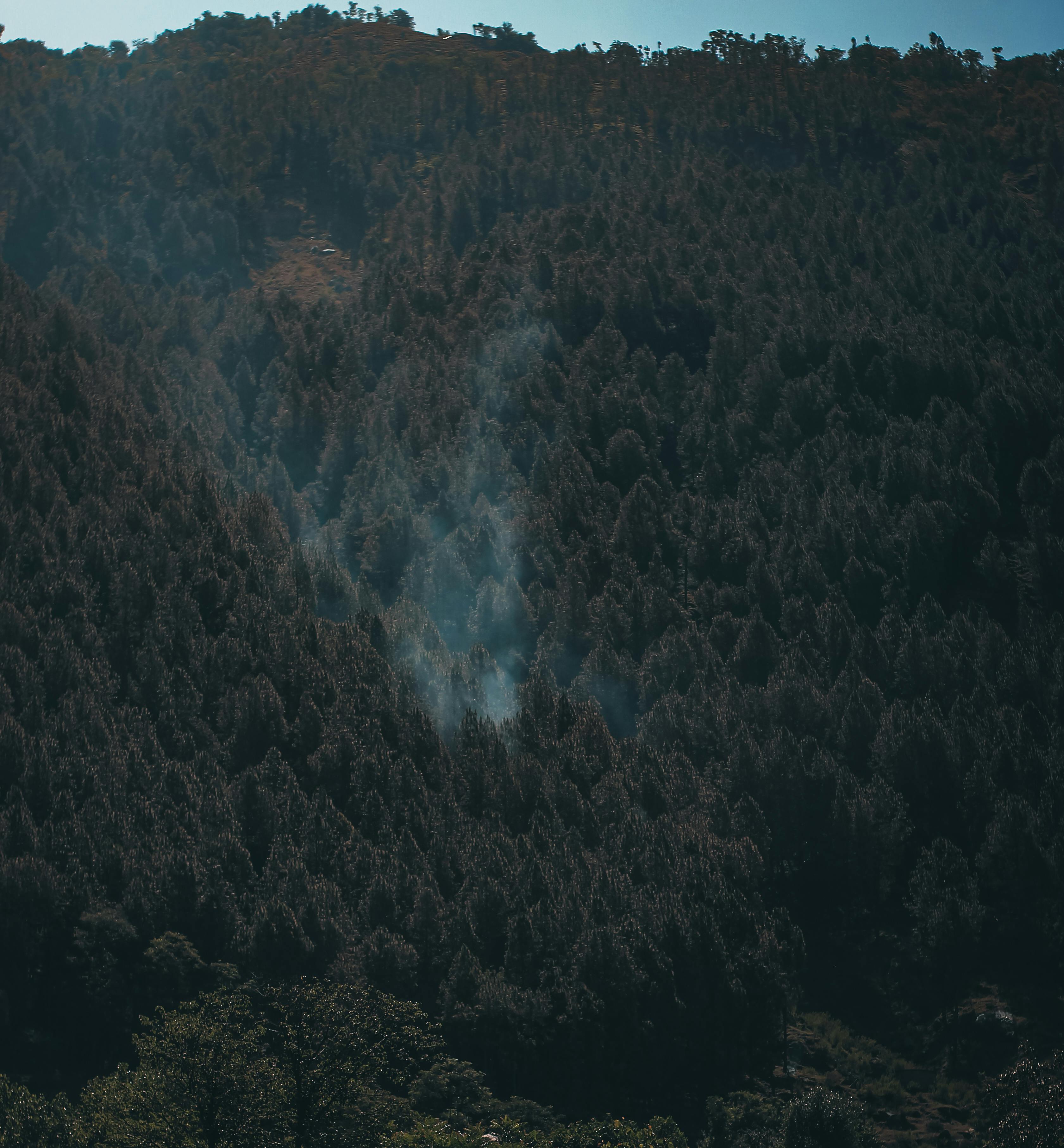 Deep, Green Forest · Free Stock Photo