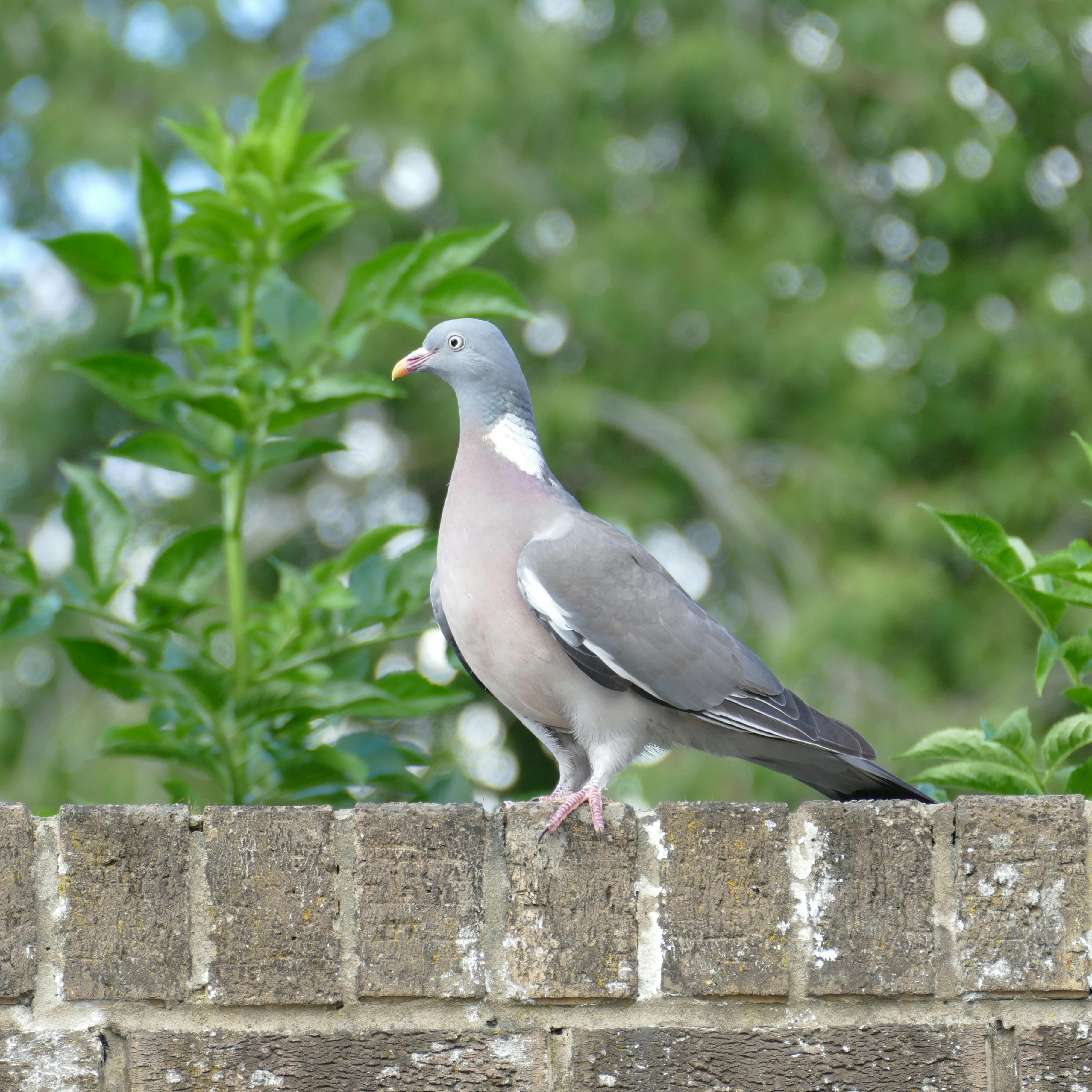Pigeon on Fence · Free Stock Photo