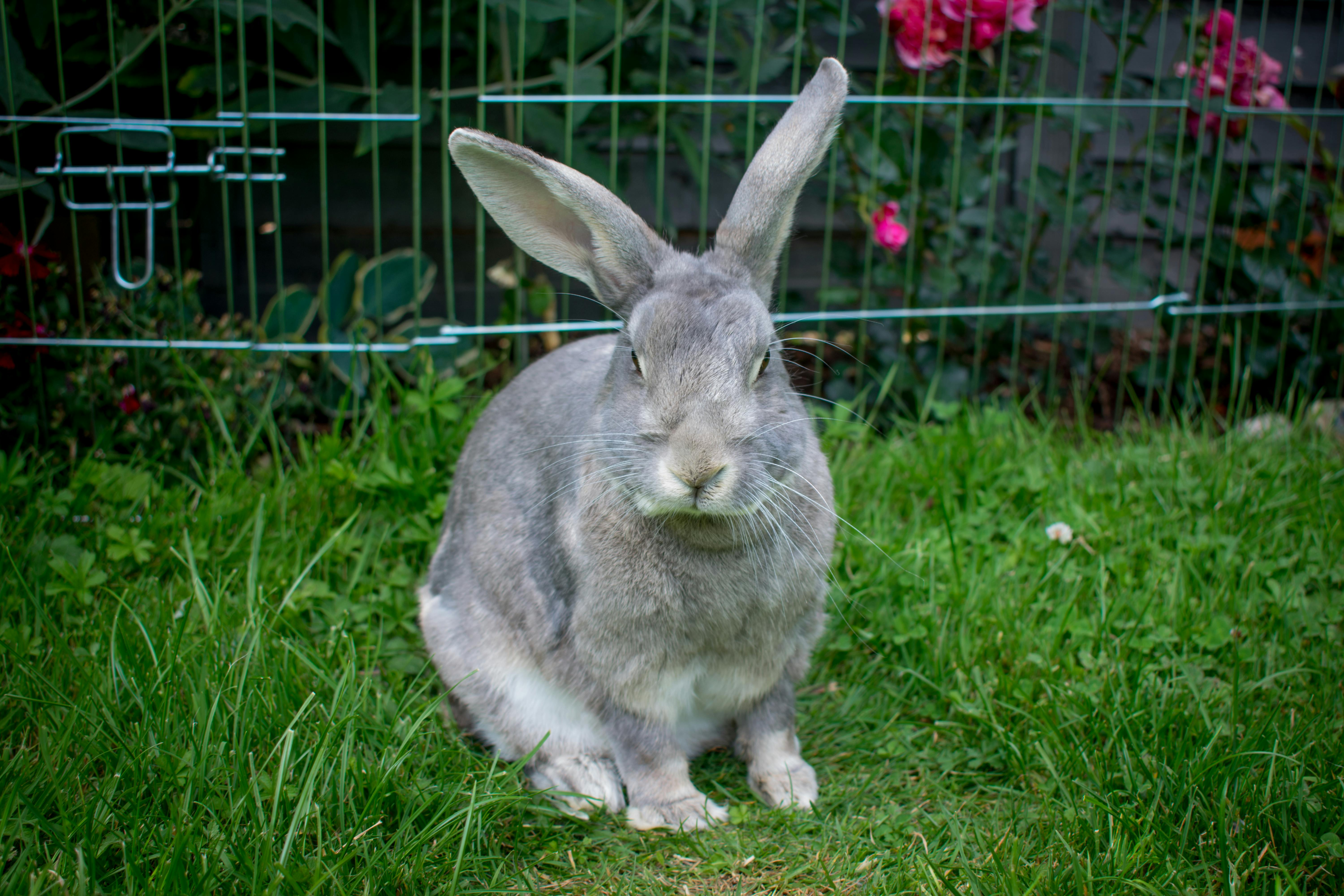 Close-up Photo of Cute Chonky Rabbit · Free Stock Photo
