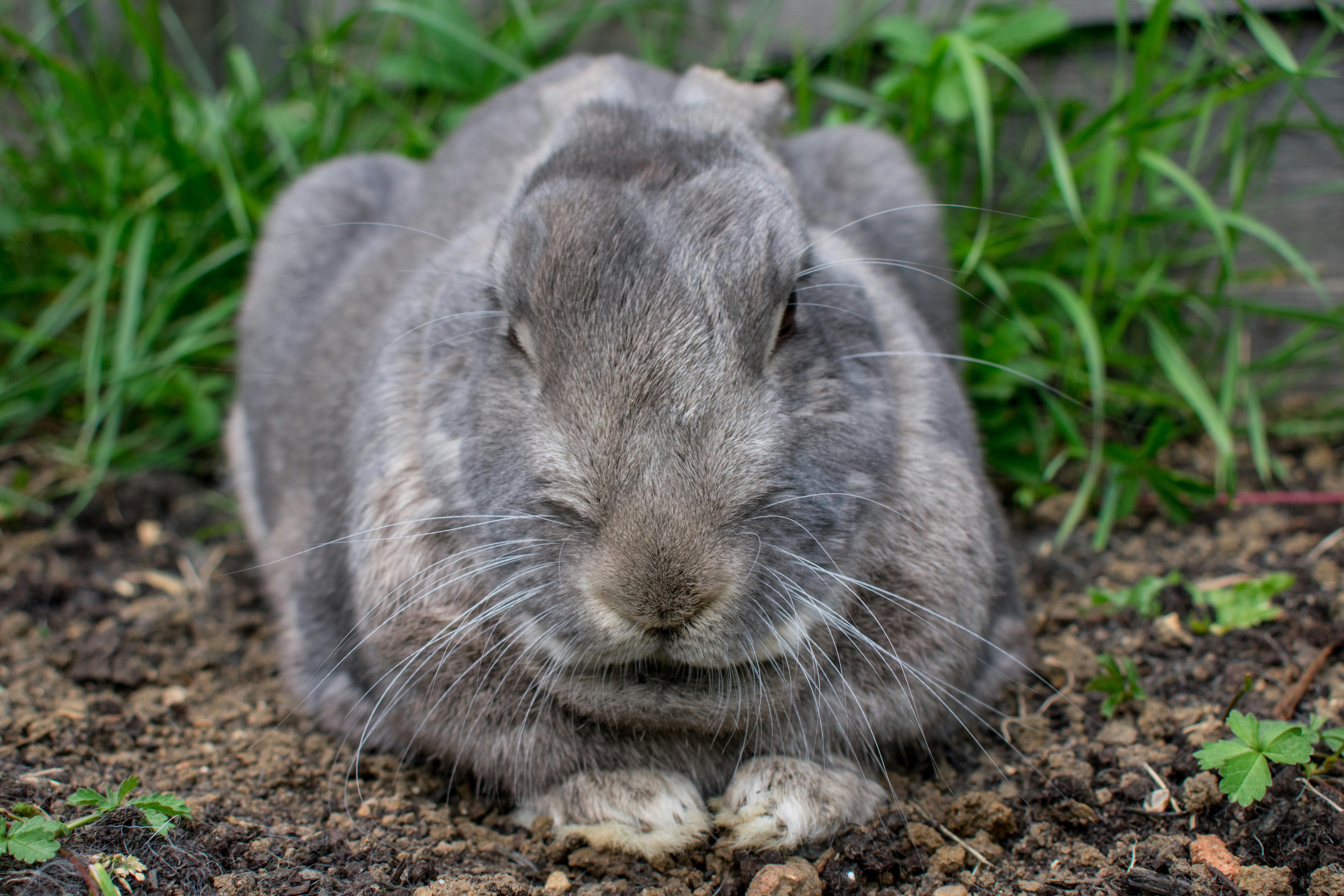 Rabbit with Eyes Closed · Free Stock Photo