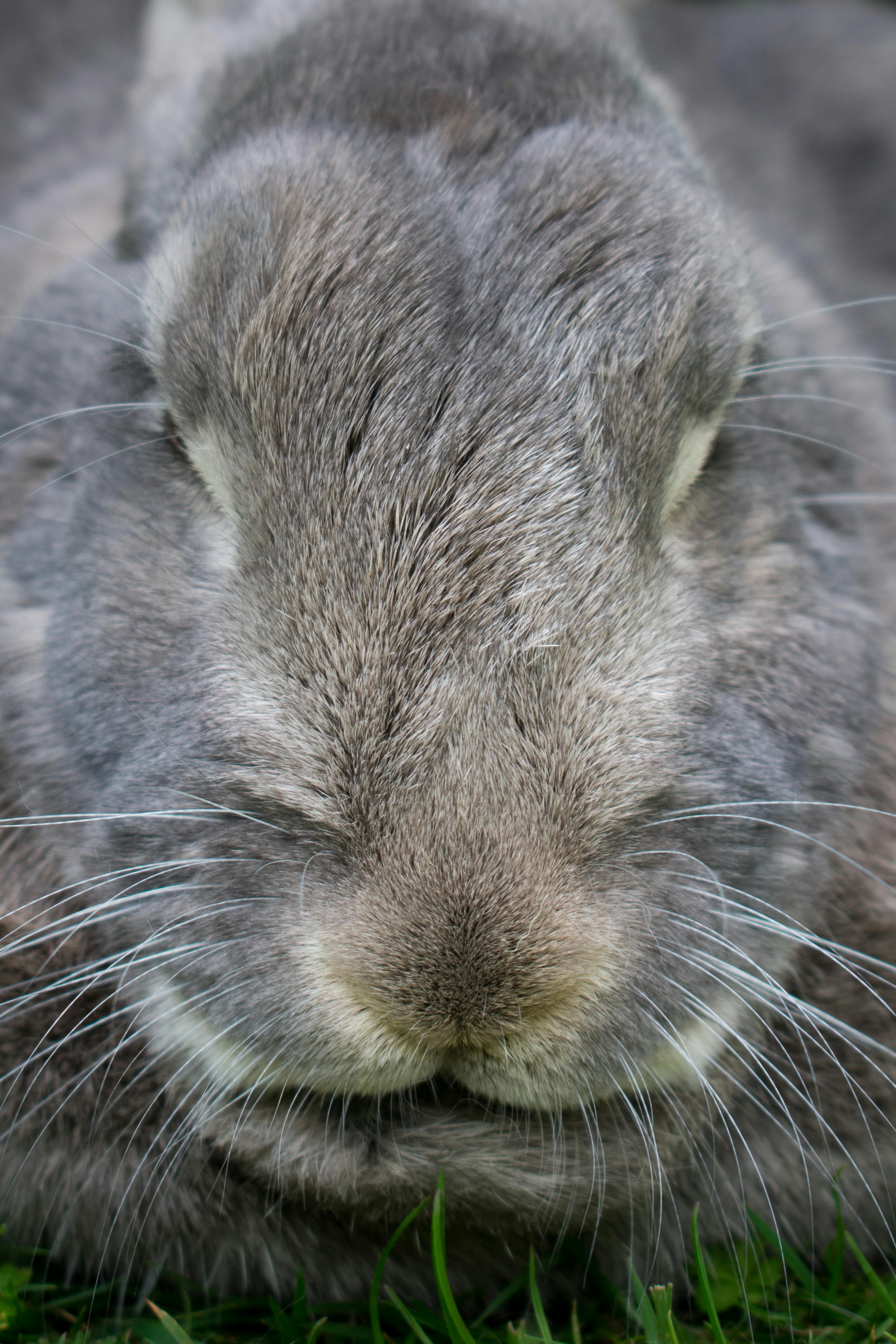 Close-Up Shot of a Gray Rabbit · Free Stock Photo