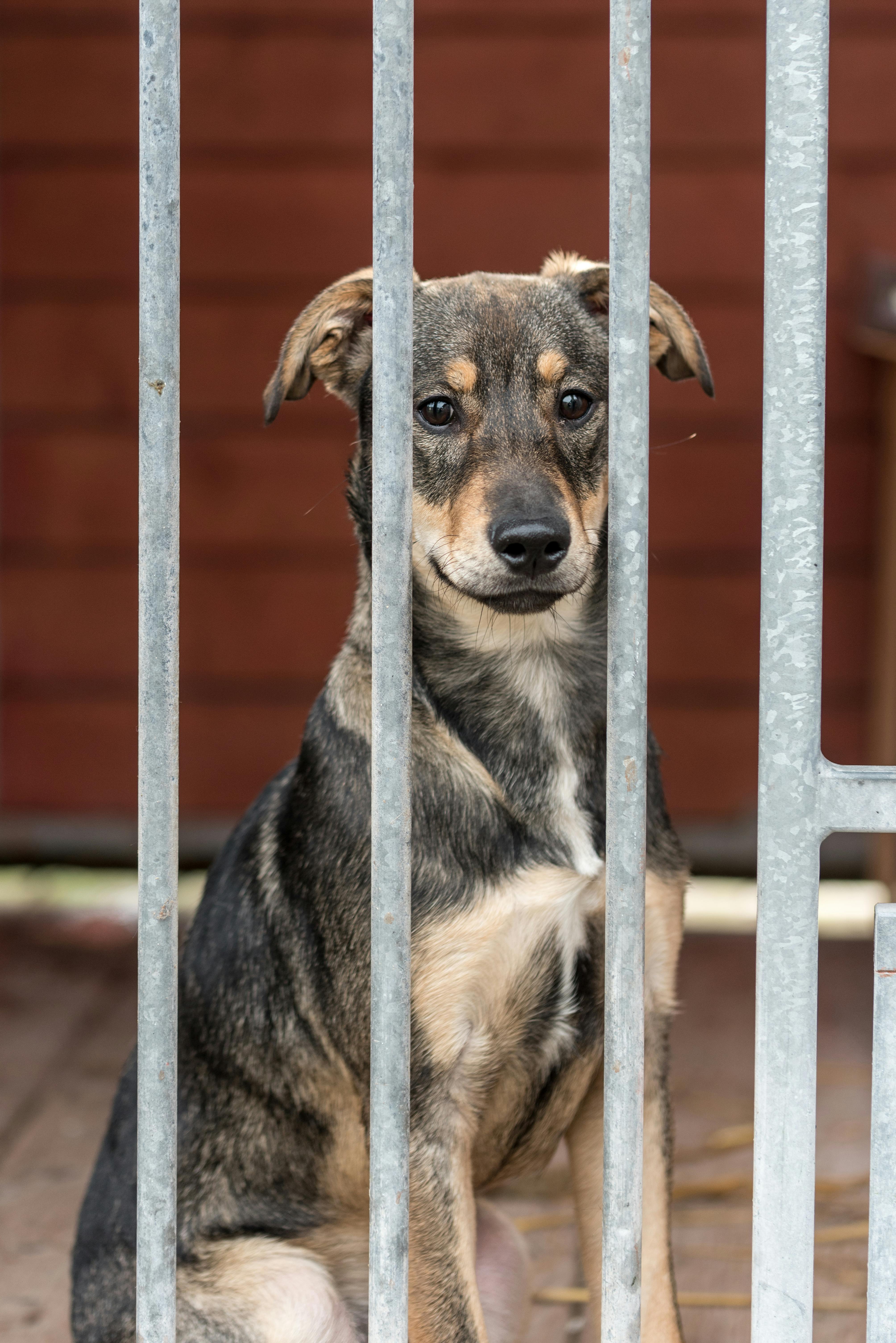 Black Dog Sitting Inside a Car · Free Stock Photo