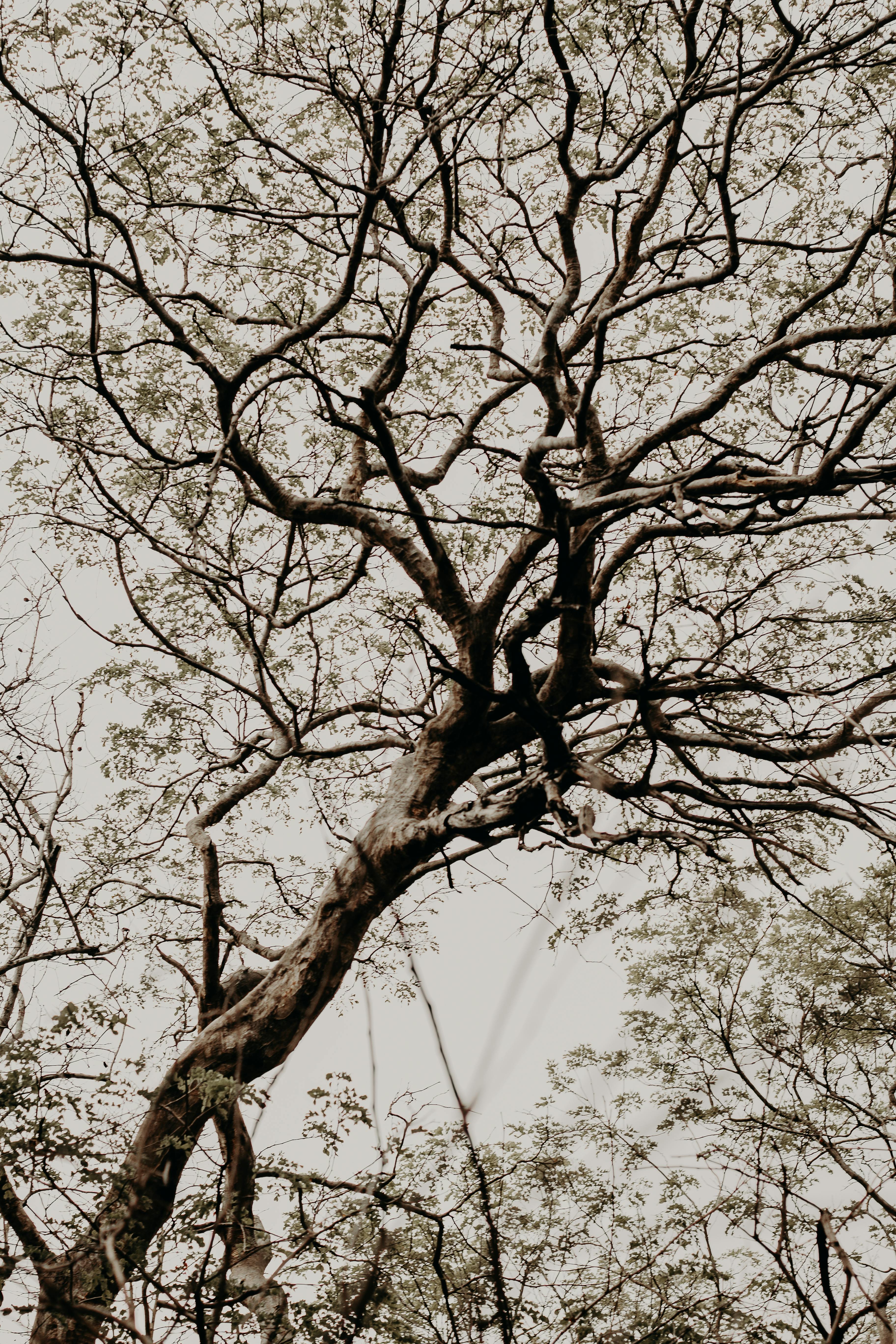 Barren Branches of Tree · Free Stock Photo