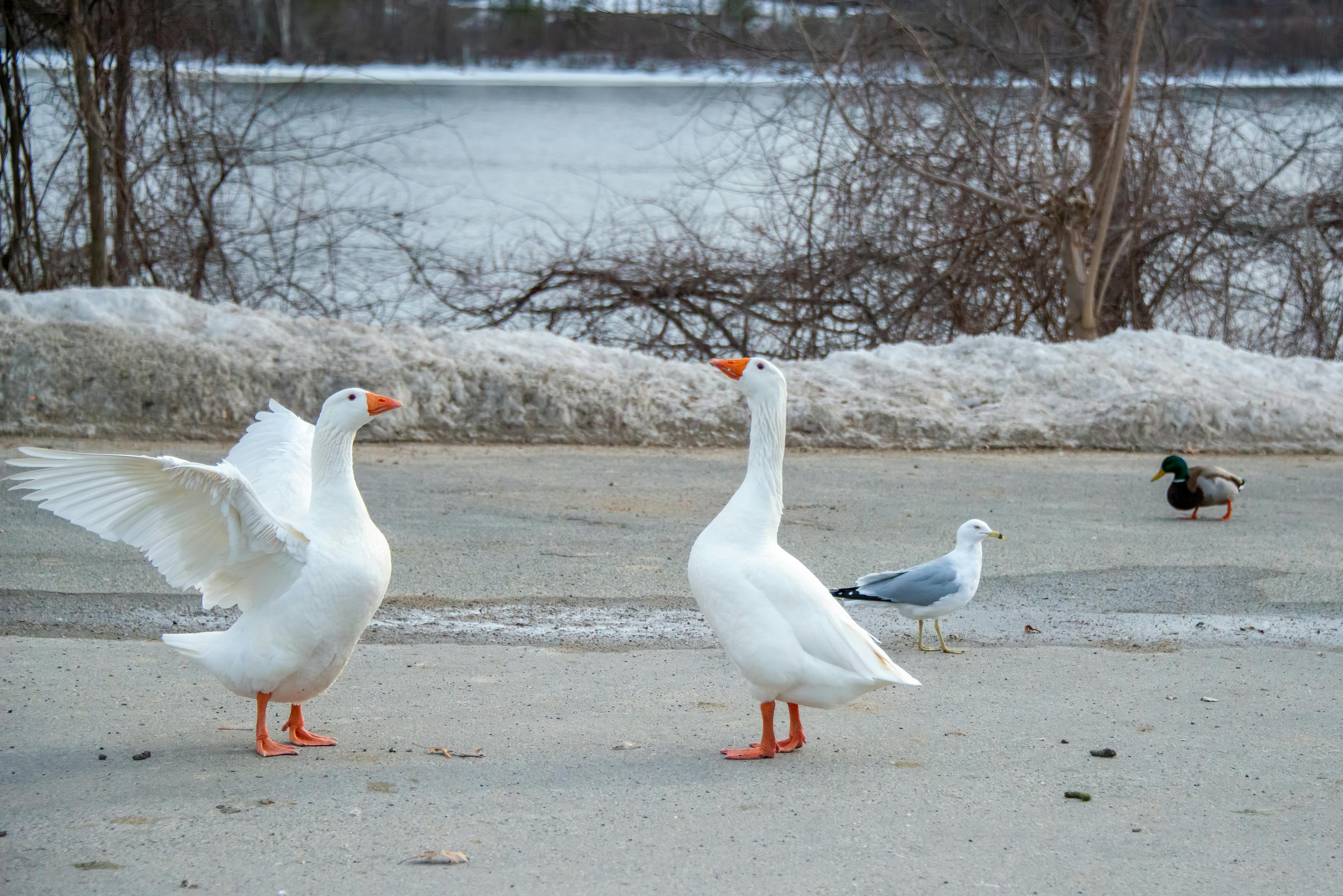 Geese near Bare Trees · Free Stock Photo