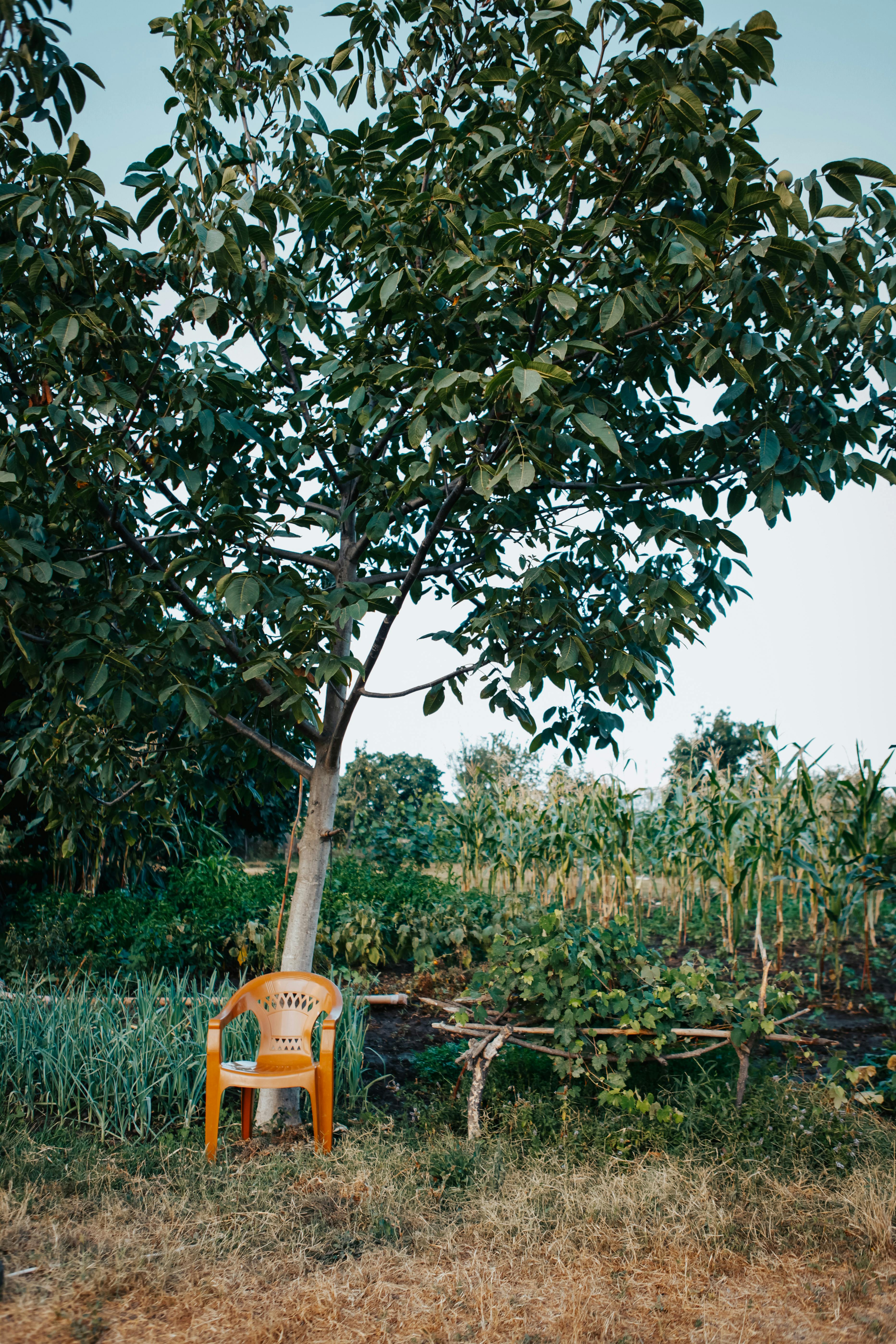 Orange Chair under a Tree · Free Stock Photo
