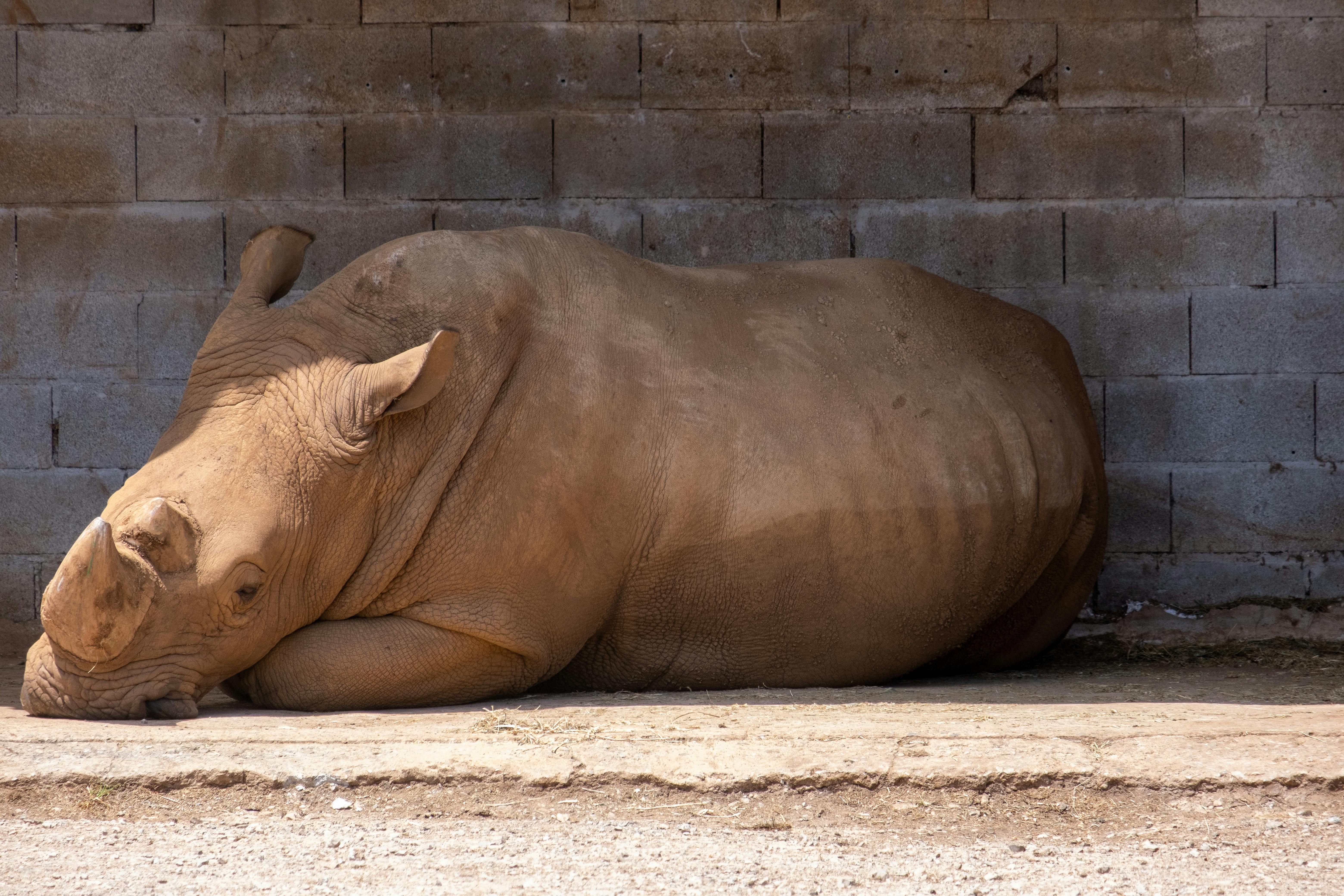 Foto de stock gratuita sobre ambiente seguro, animal con cuernos ...