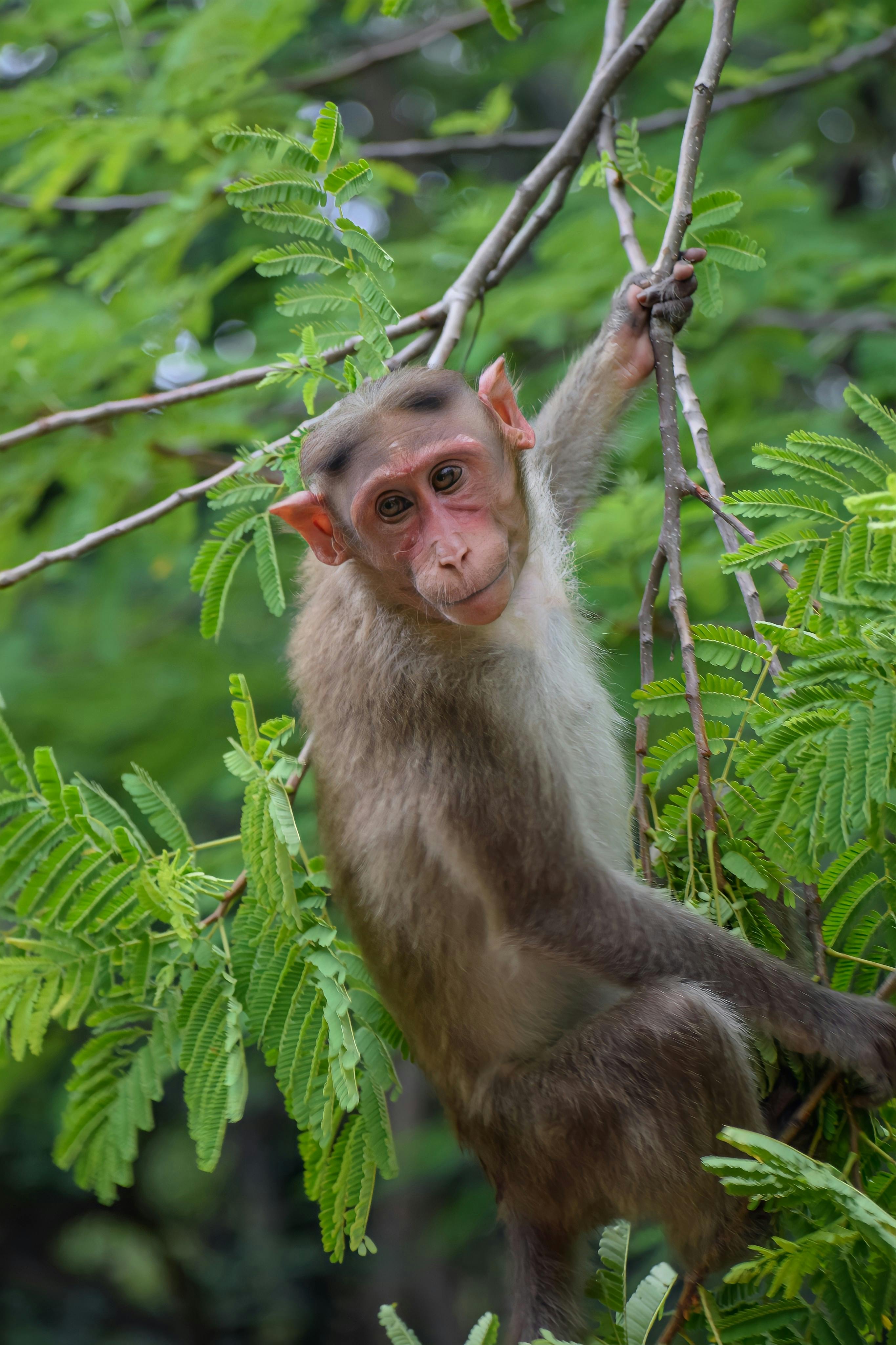 A Black Monkey Climbing a Tree · Free Stock Photo