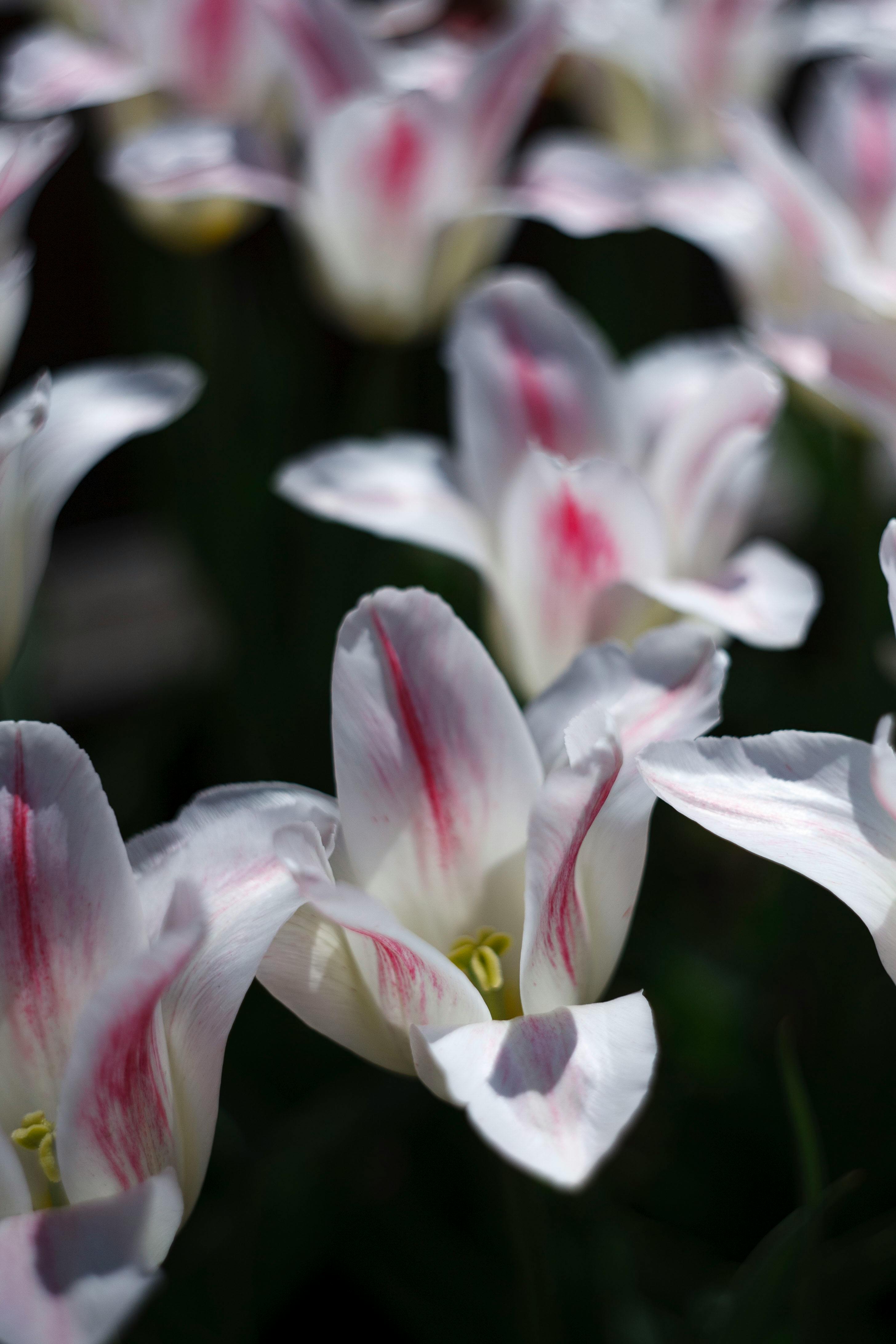 Beautiful Flowers For Project Photos, Download Free Beautiful Flowers ...