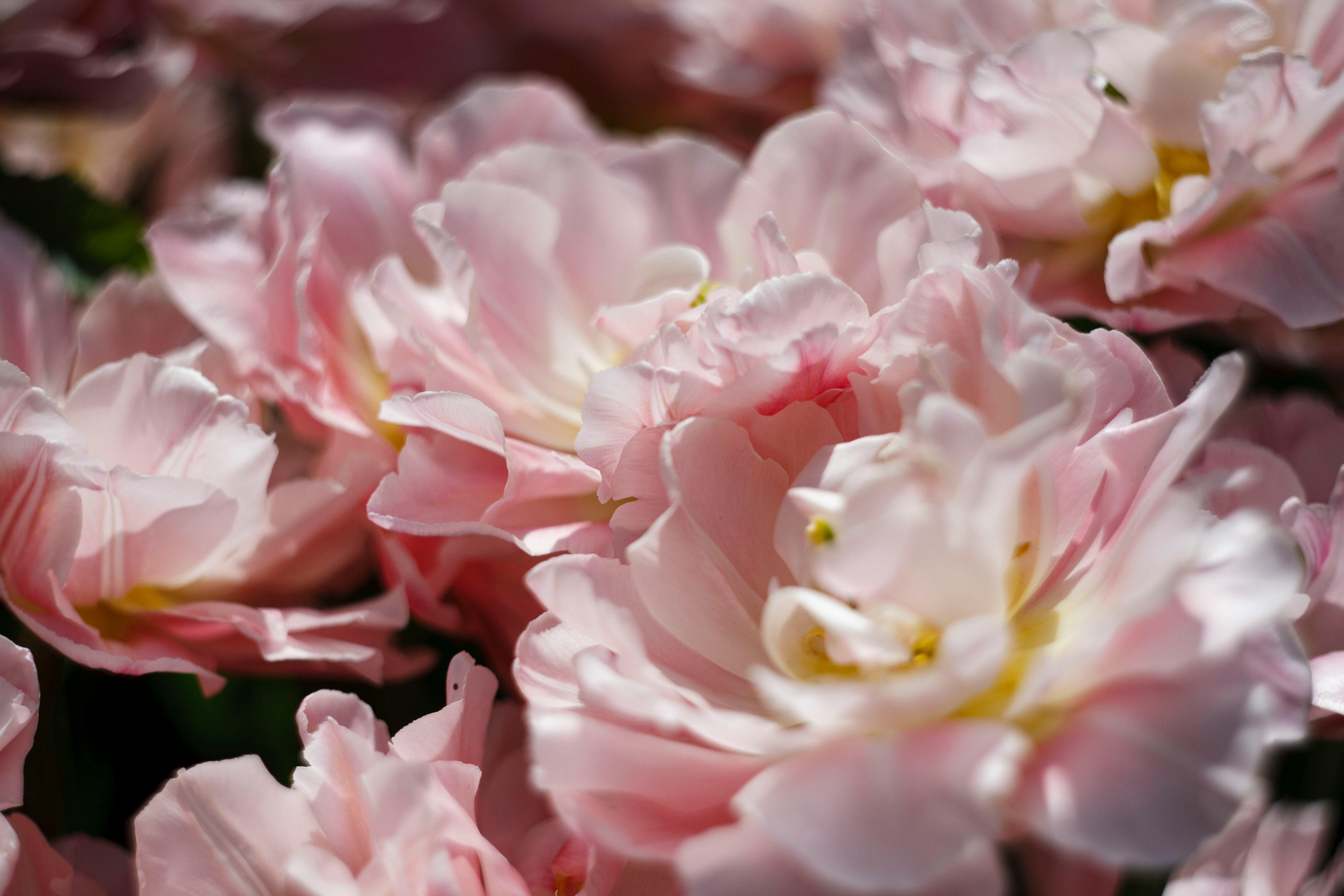 Pink Flowers in Close Up Shot · Free Stock Photo