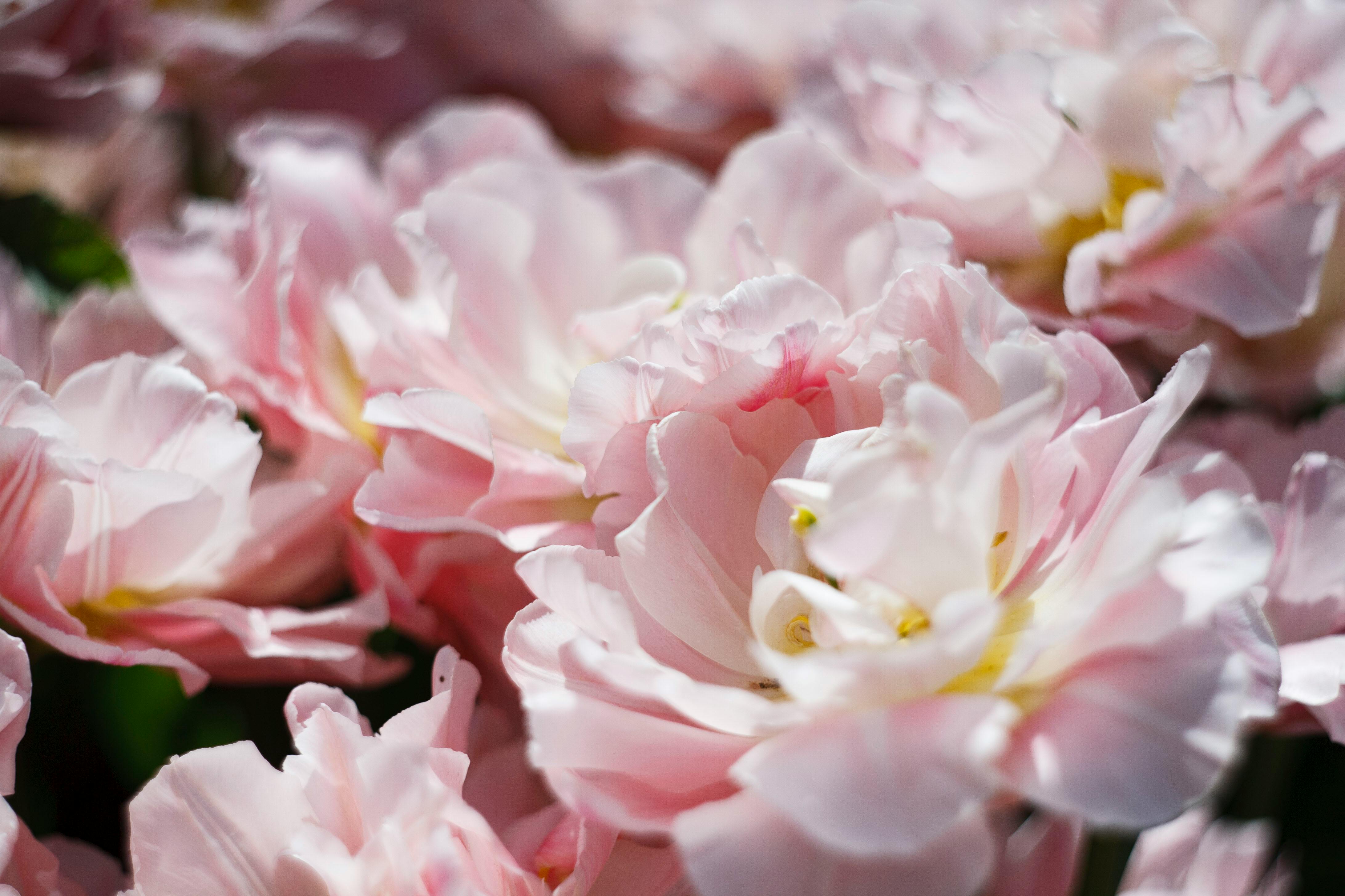 Beautiful Chinese Peony Flowers in Bloom · Free Stock Photo