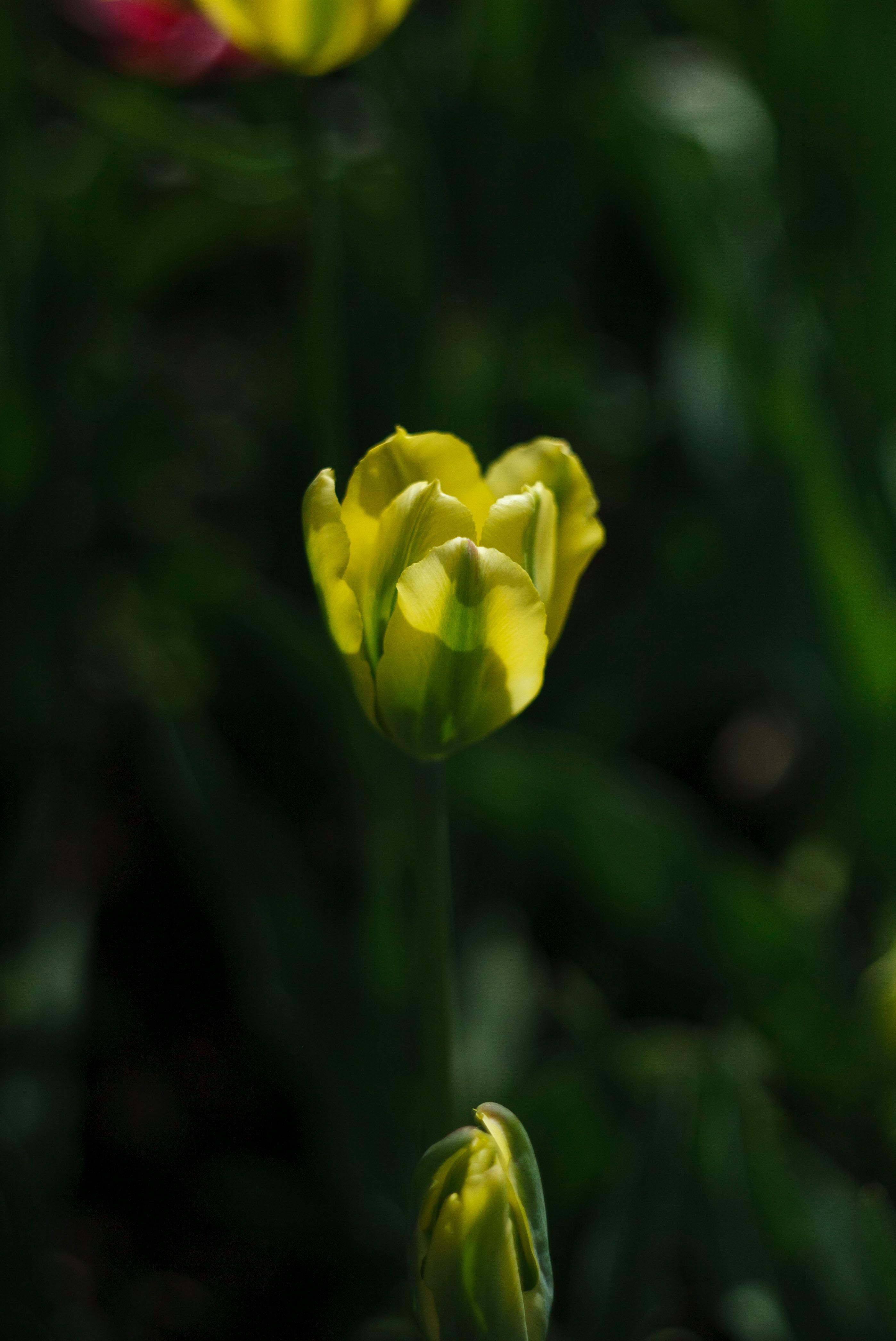 Yellow Tulip Field · Free Stock Photo