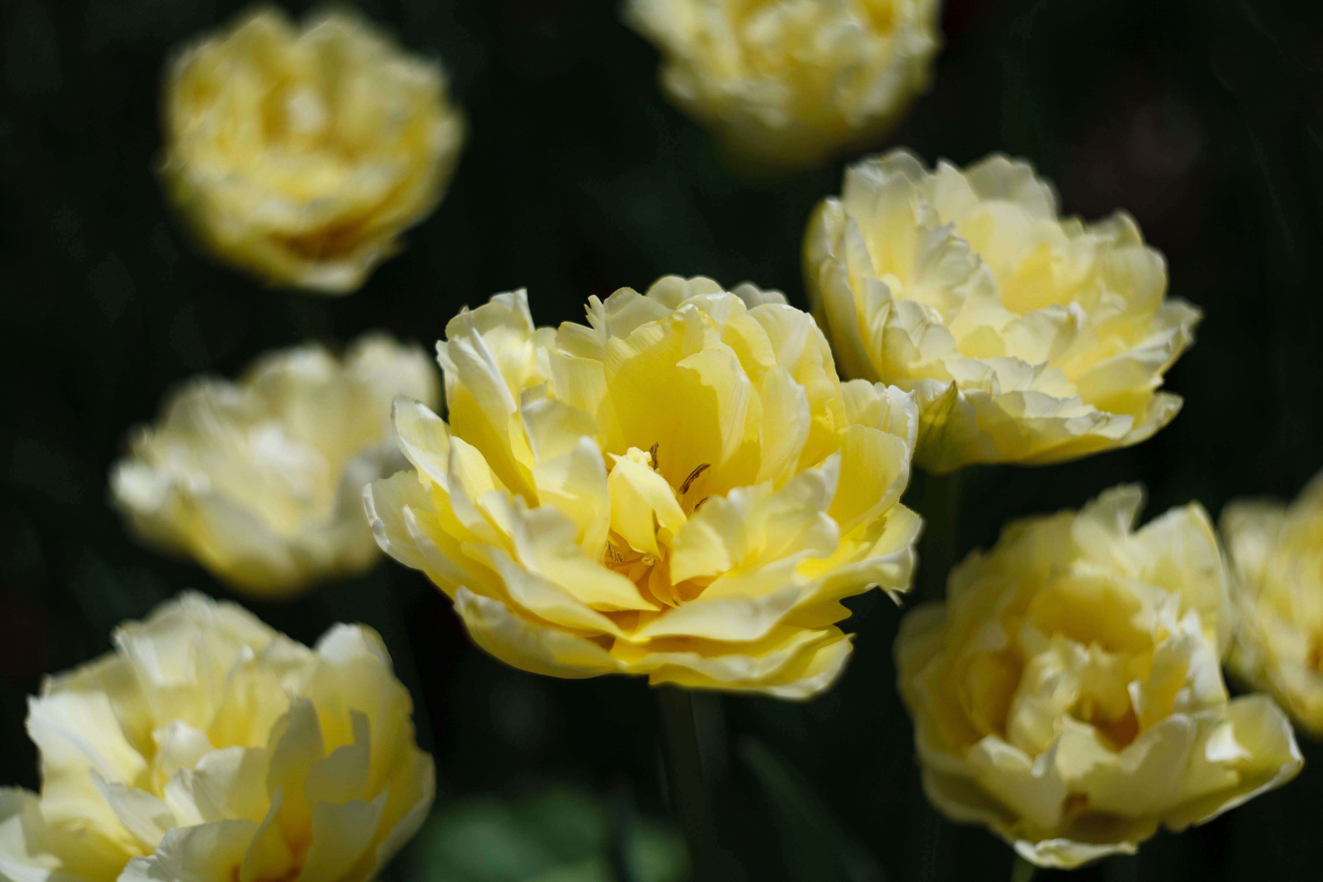 Yellow Flowers in Bloom · Free Stock Photo