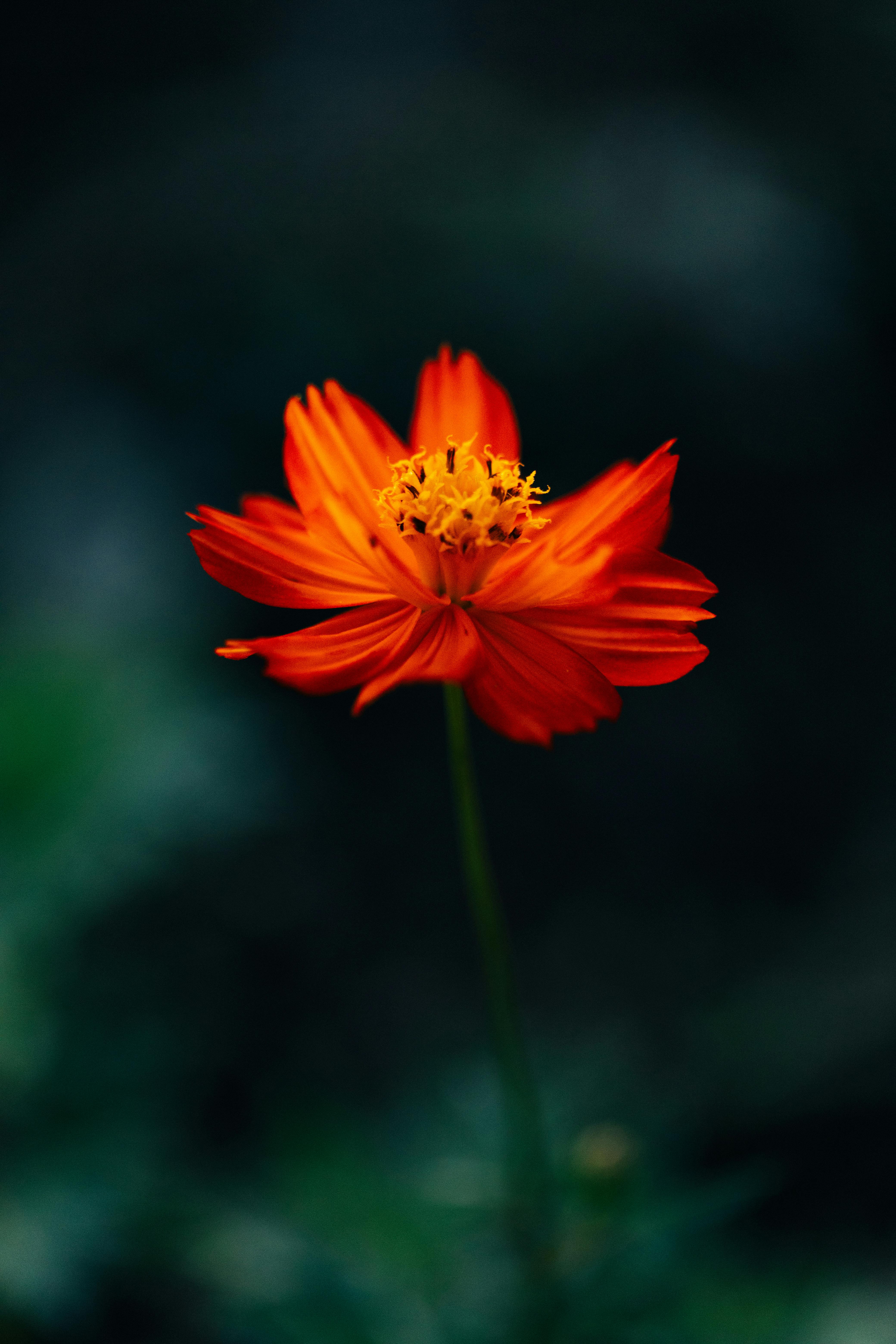 Orange Flower in Bloom · Free Stock Photo