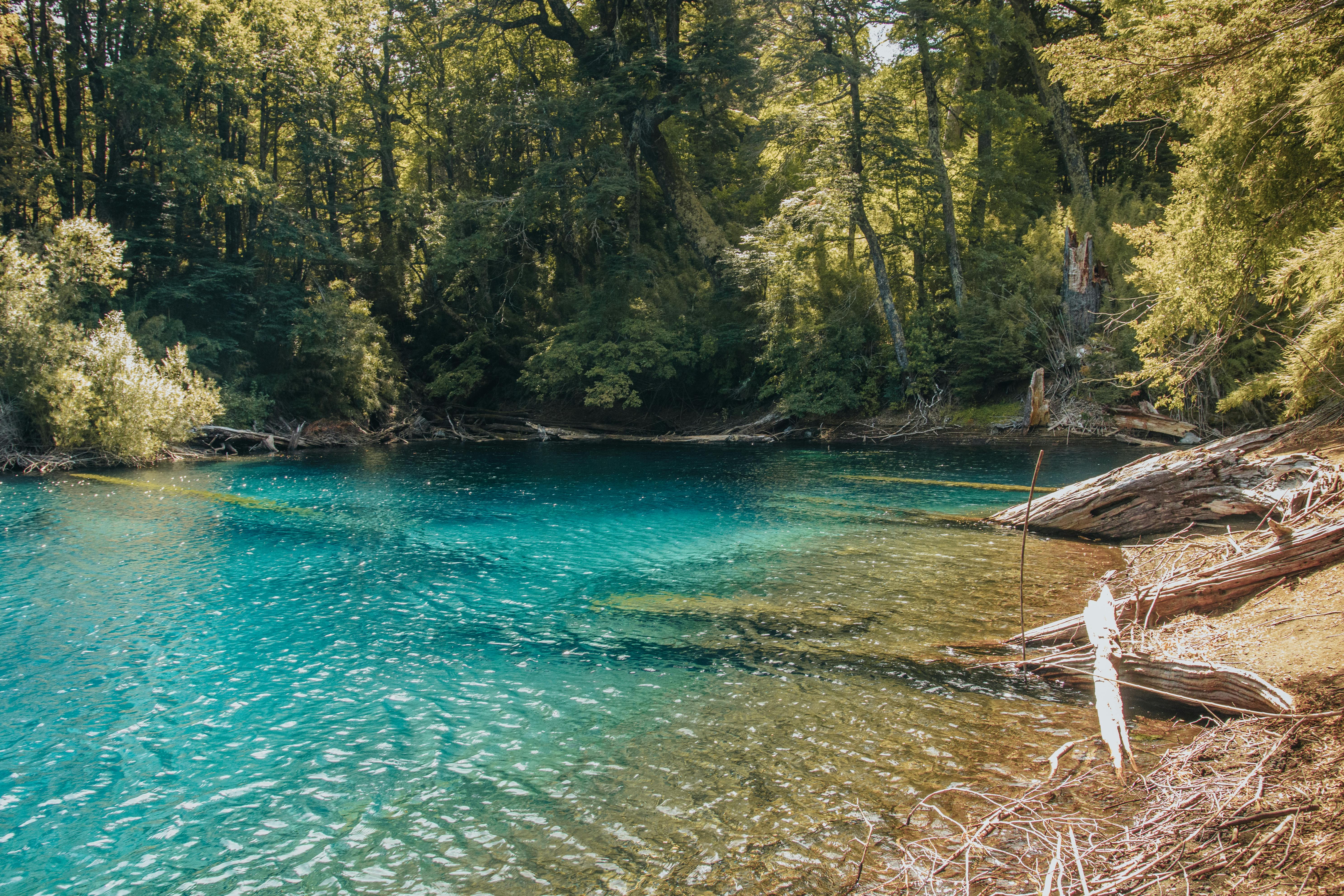 Green Trees Beside the River · Free Stock Photo