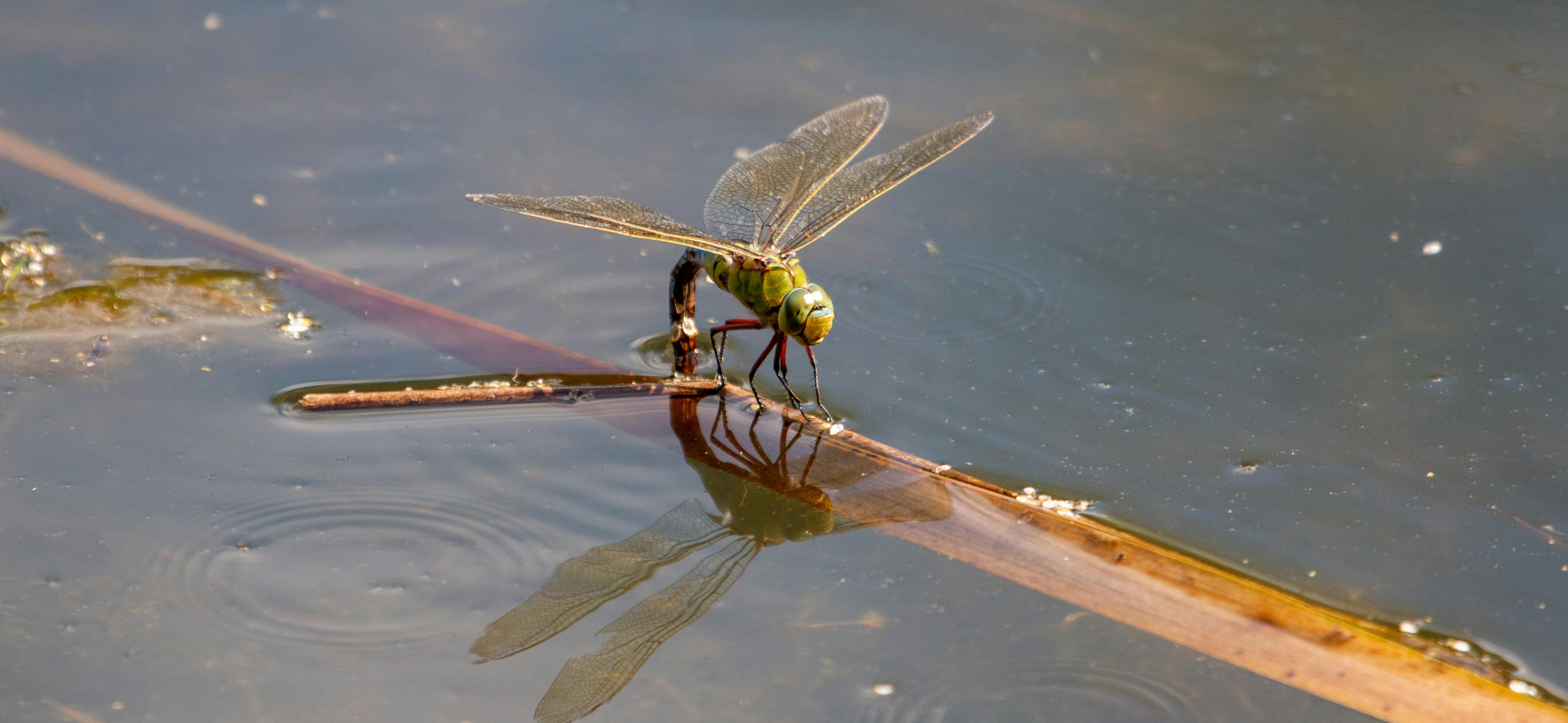 Blue Dragonfly Perch on Tree Branch · Free Stock Photo