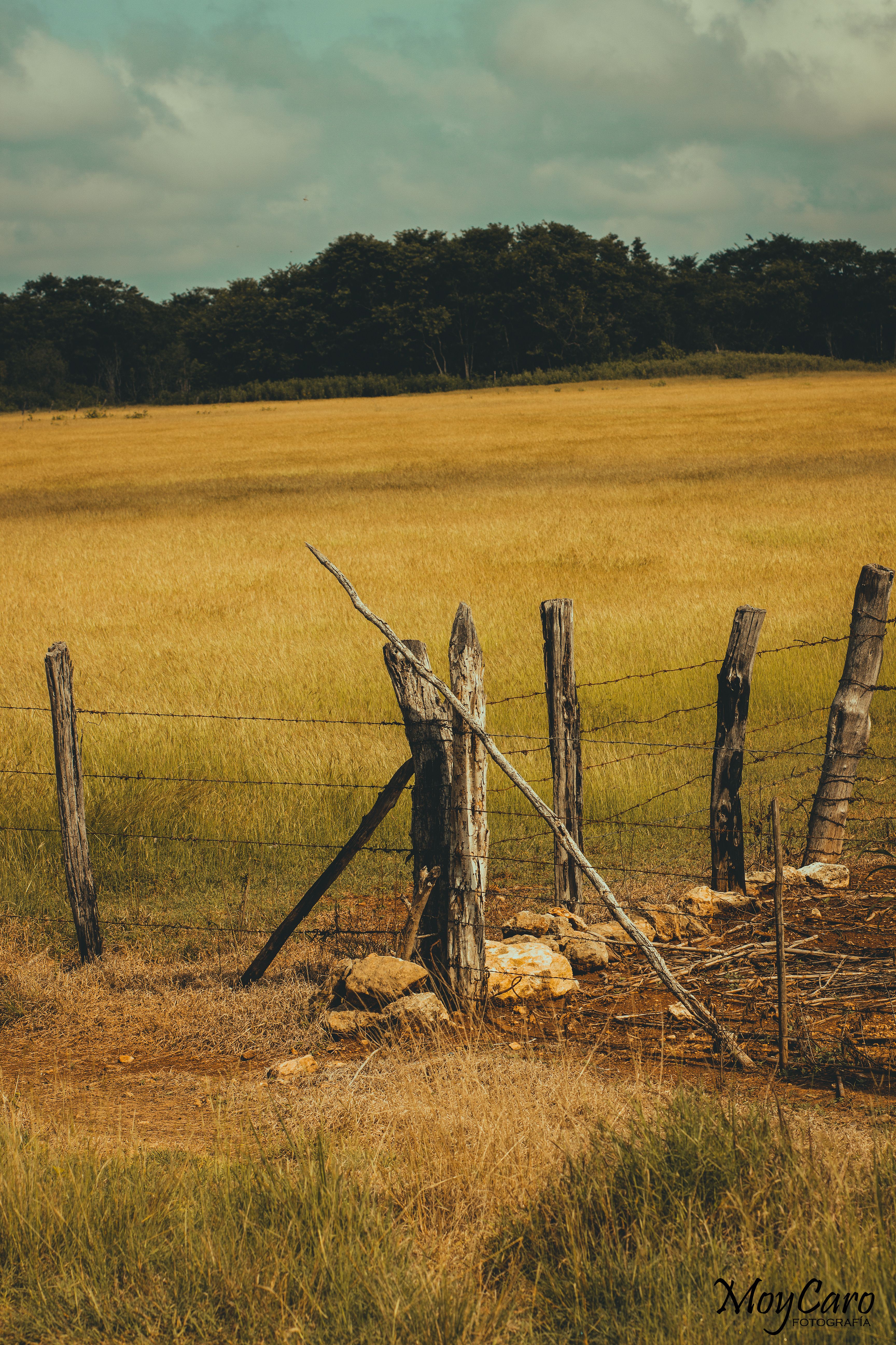 A Fence on a Field · Free Stock Photo