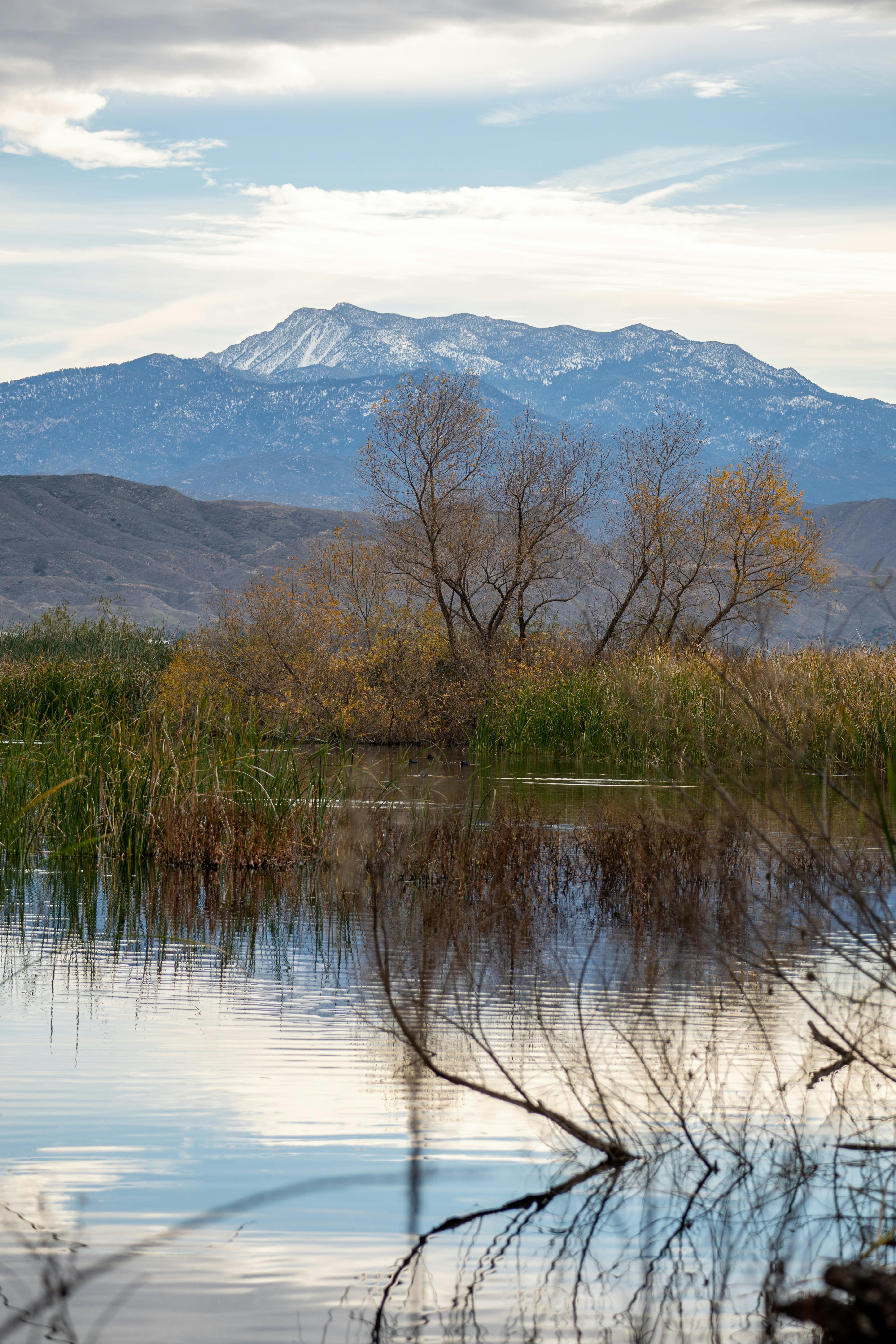 Duck Hunting Background · Free Stock Photo