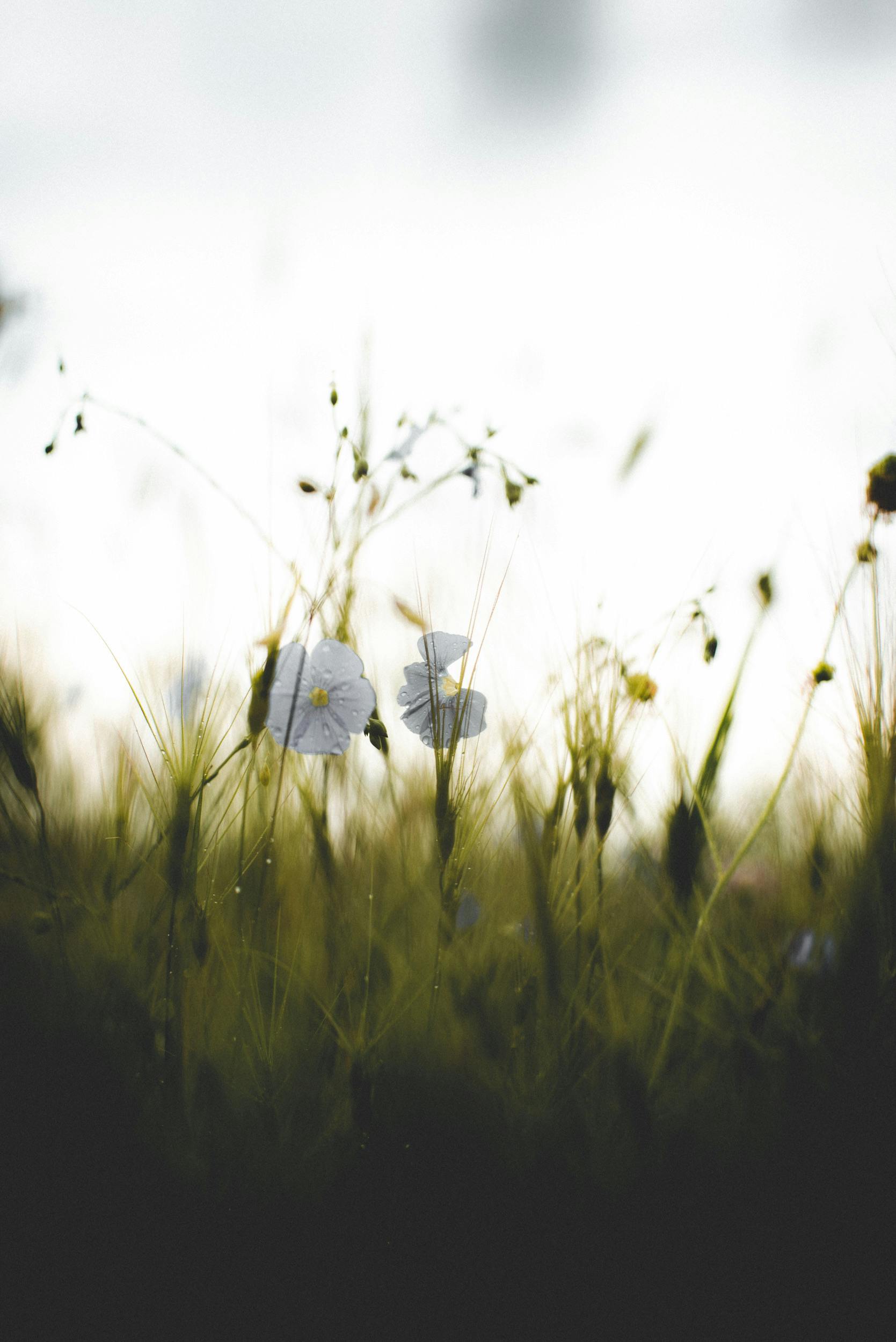 Hemp Buds Photos, Download Free Hemp Buds Stock Photos & HD Images