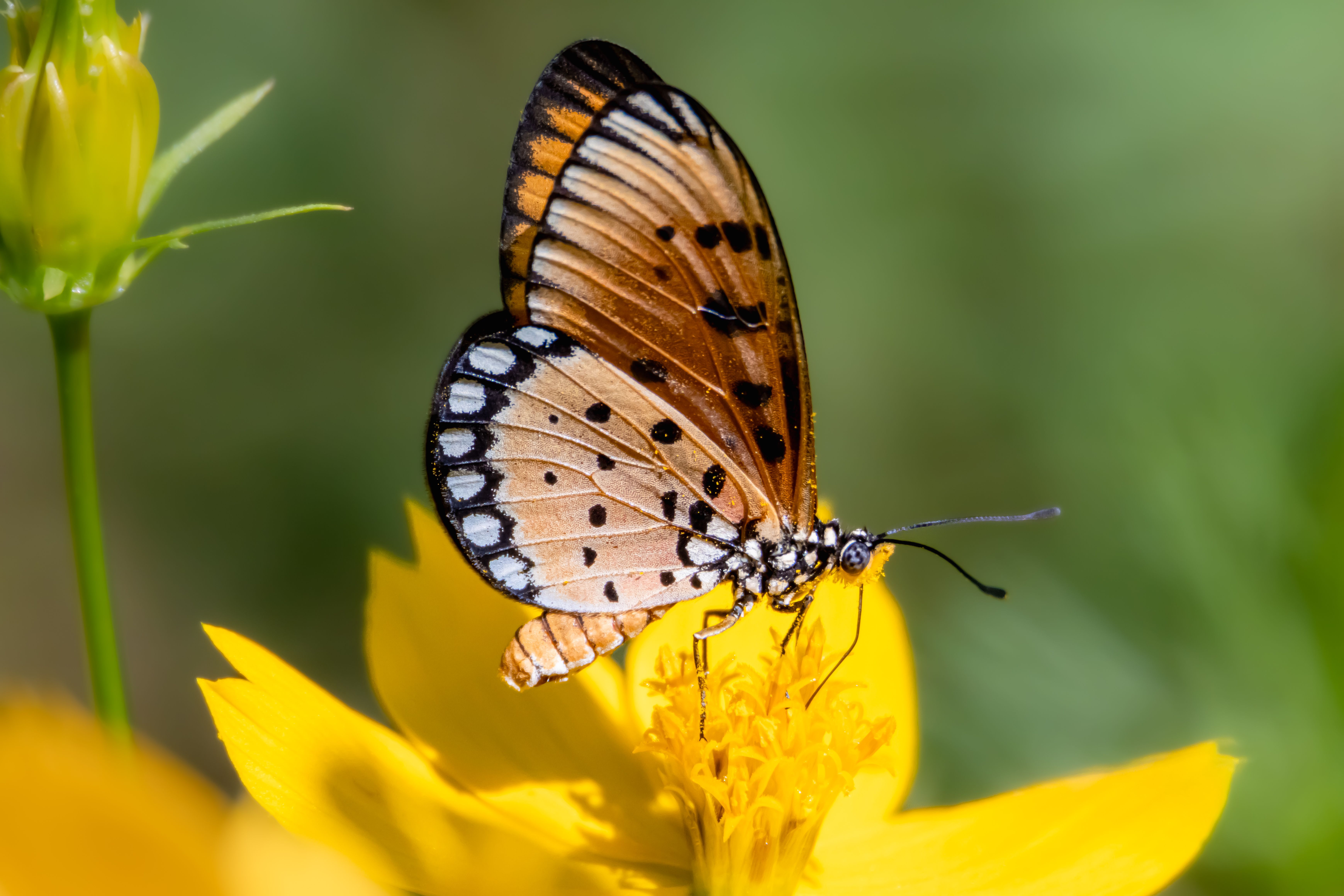 Close Up Photo of Butterfly on a Flower · Free Stock Photo