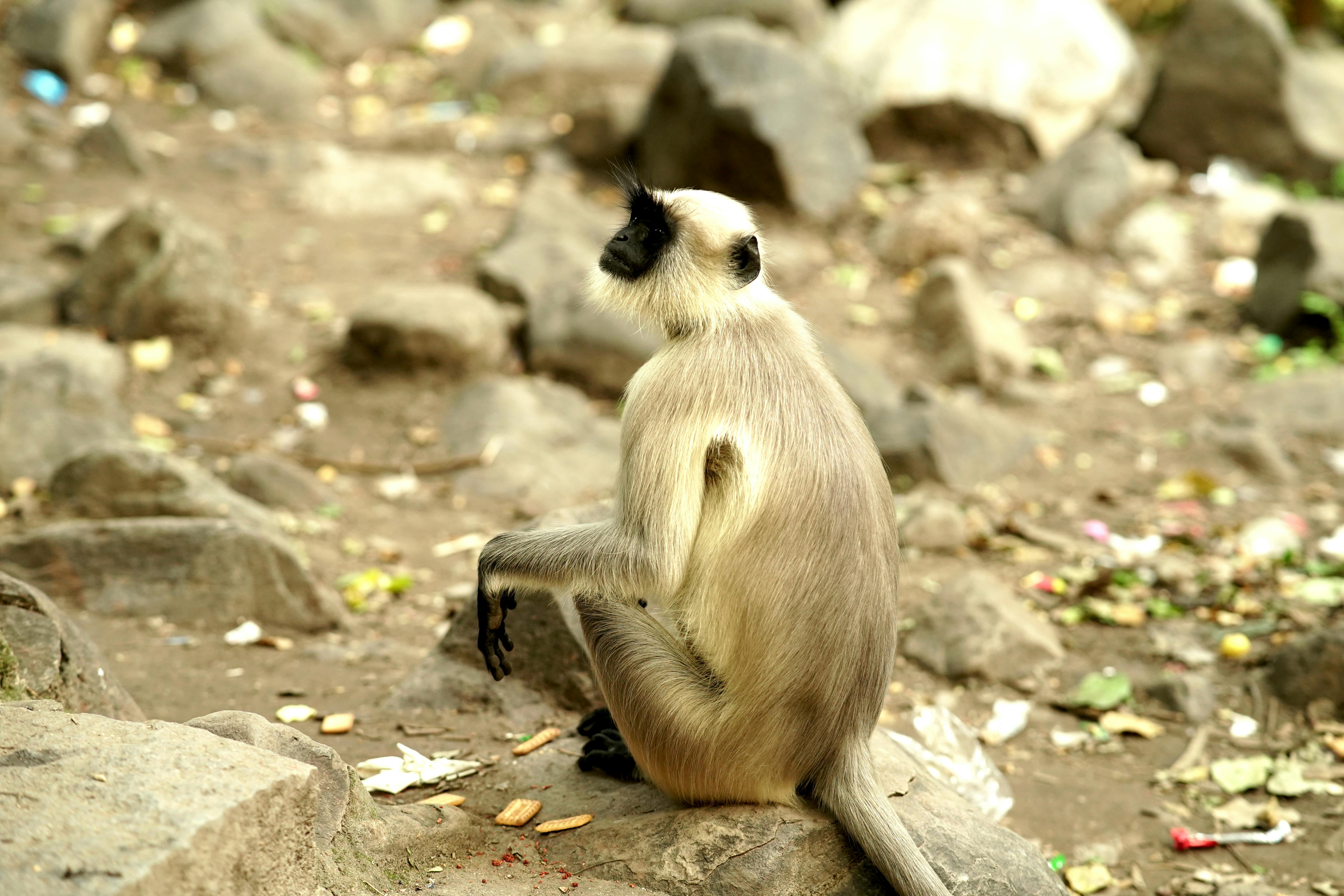Gray Monkey in Close Up Shot · Free Stock Photo