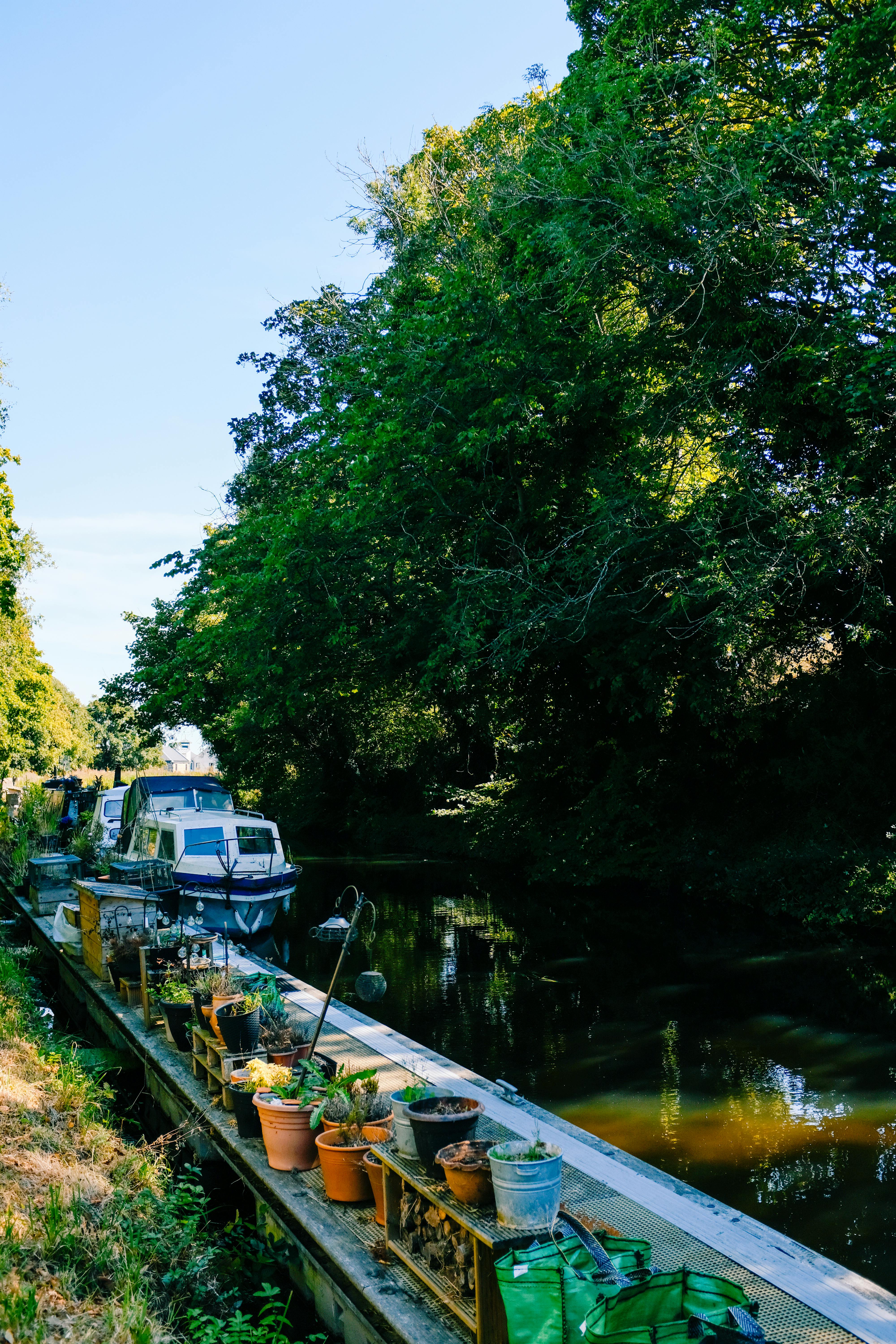 Potted Plants on the River Bank · Free Stock Photo