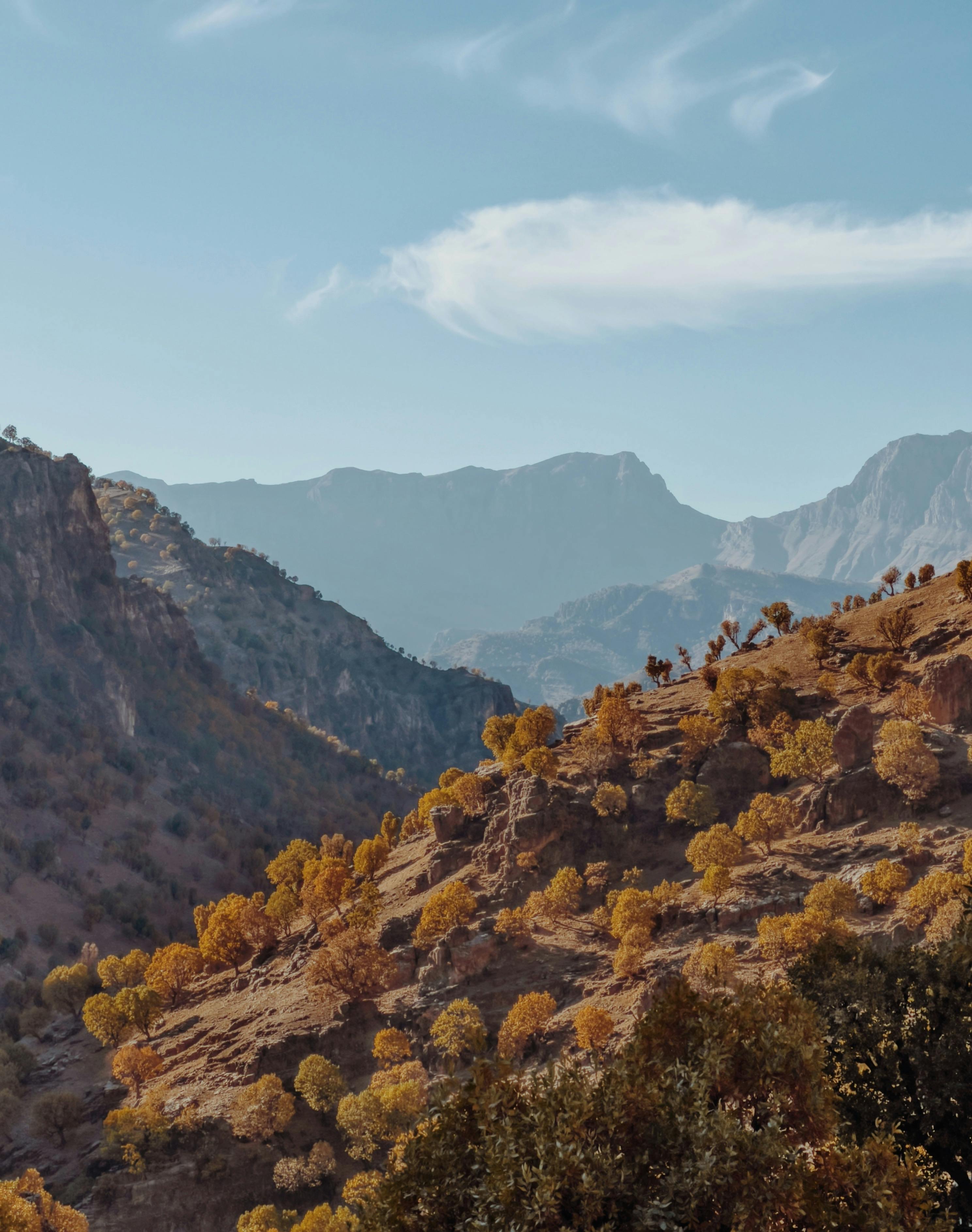 Landscape Seen From Between Trees and Bushes · Free Stock Photo
